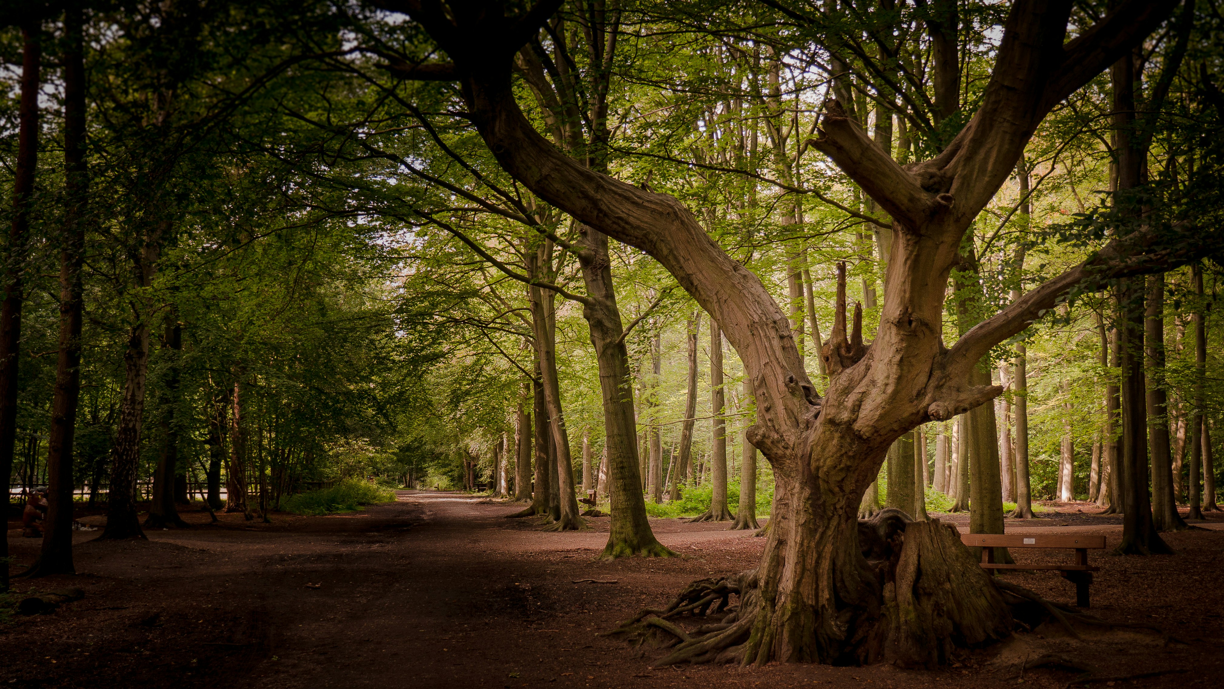 A large tree sitting in the middle of a forest photo – Free Uk Image on ...