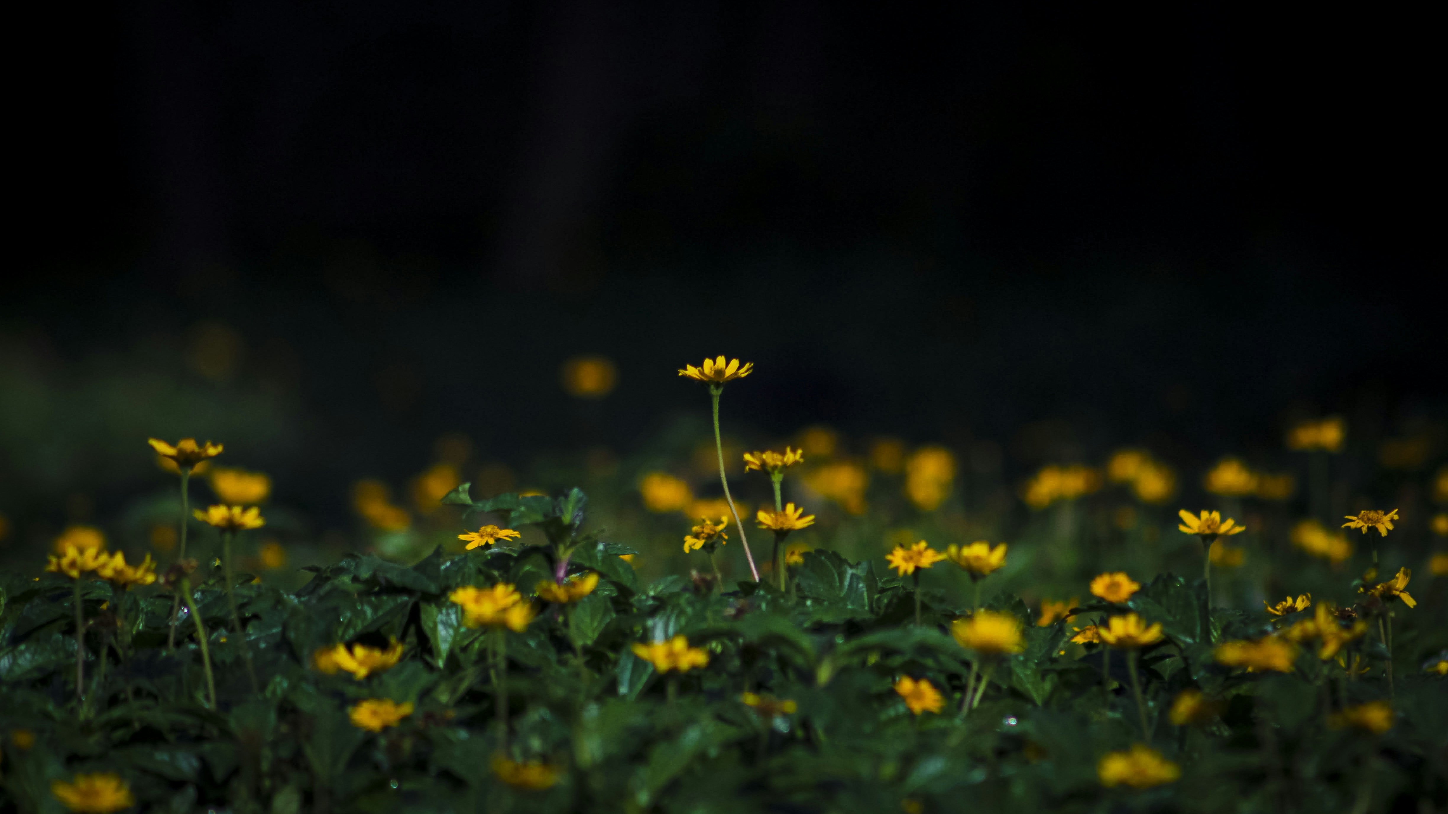A field full of yellow flowers in the dark photo – Free Yellow flowers ...