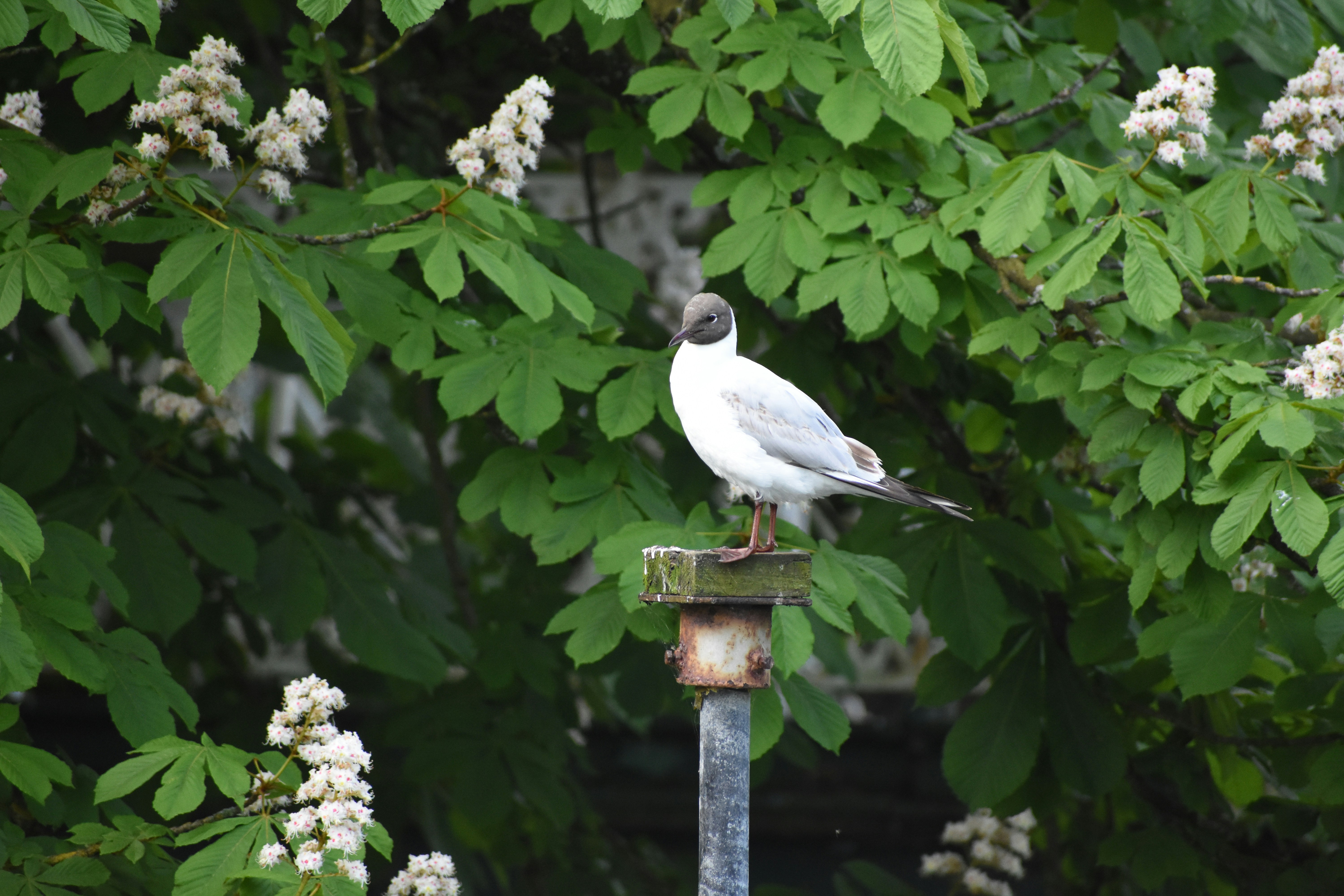 Seabird Sentinel on a Weathered Post