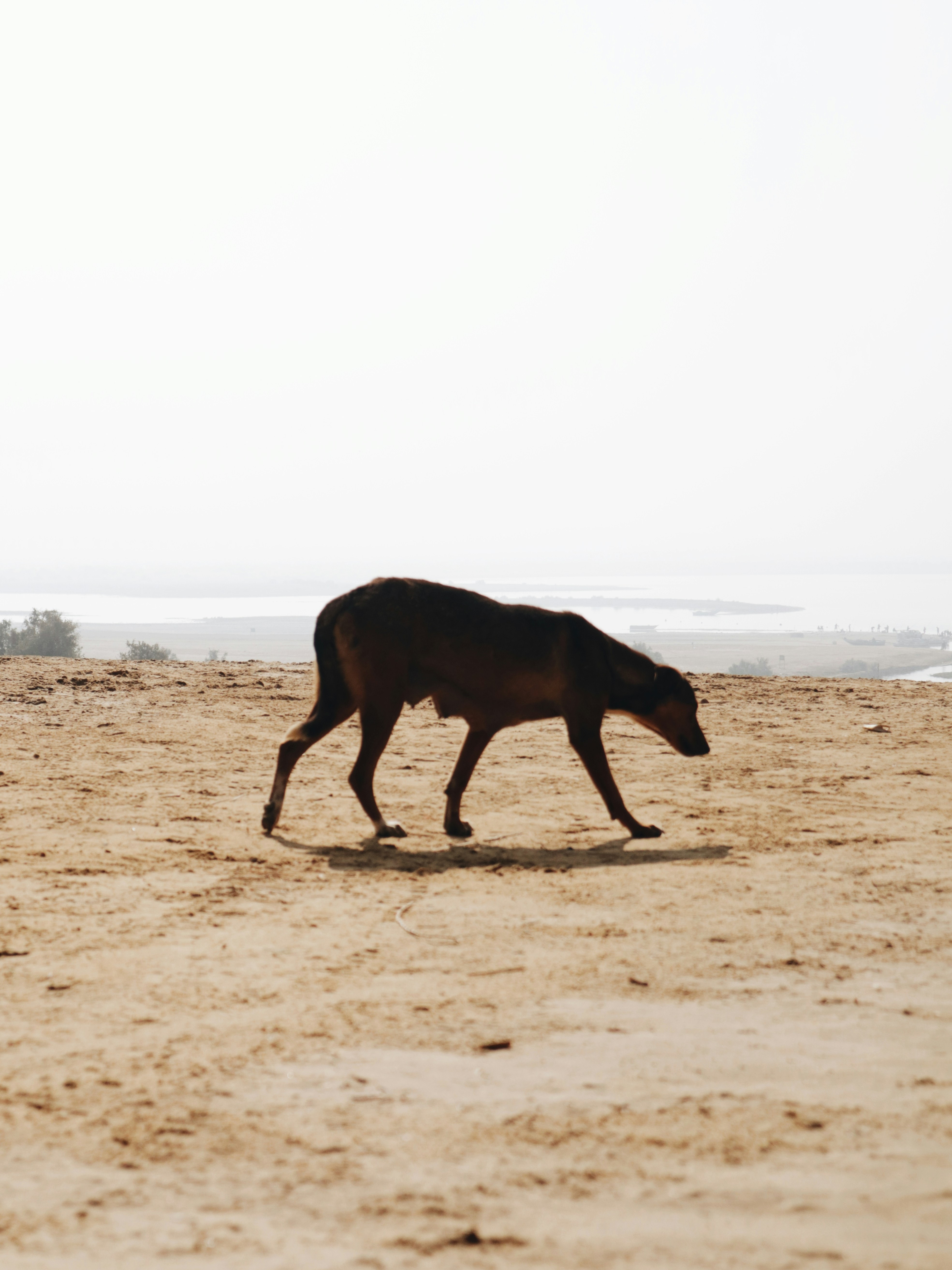 Echo of the Strand: A Lone Horse Tracing the Dune Line