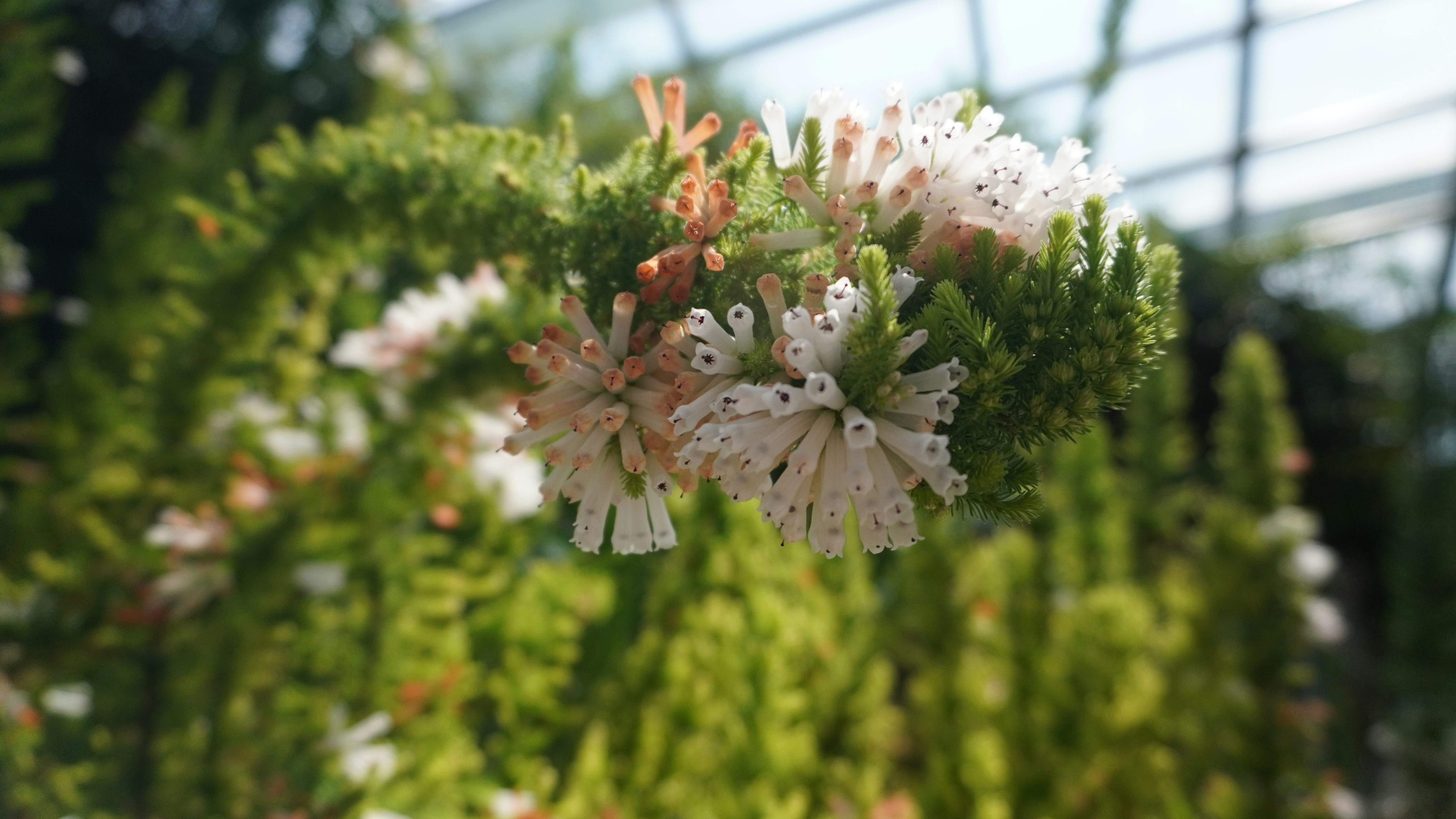 Petal Cluster in a Glasshouse: A Macro Portrait of Quiet Greenery