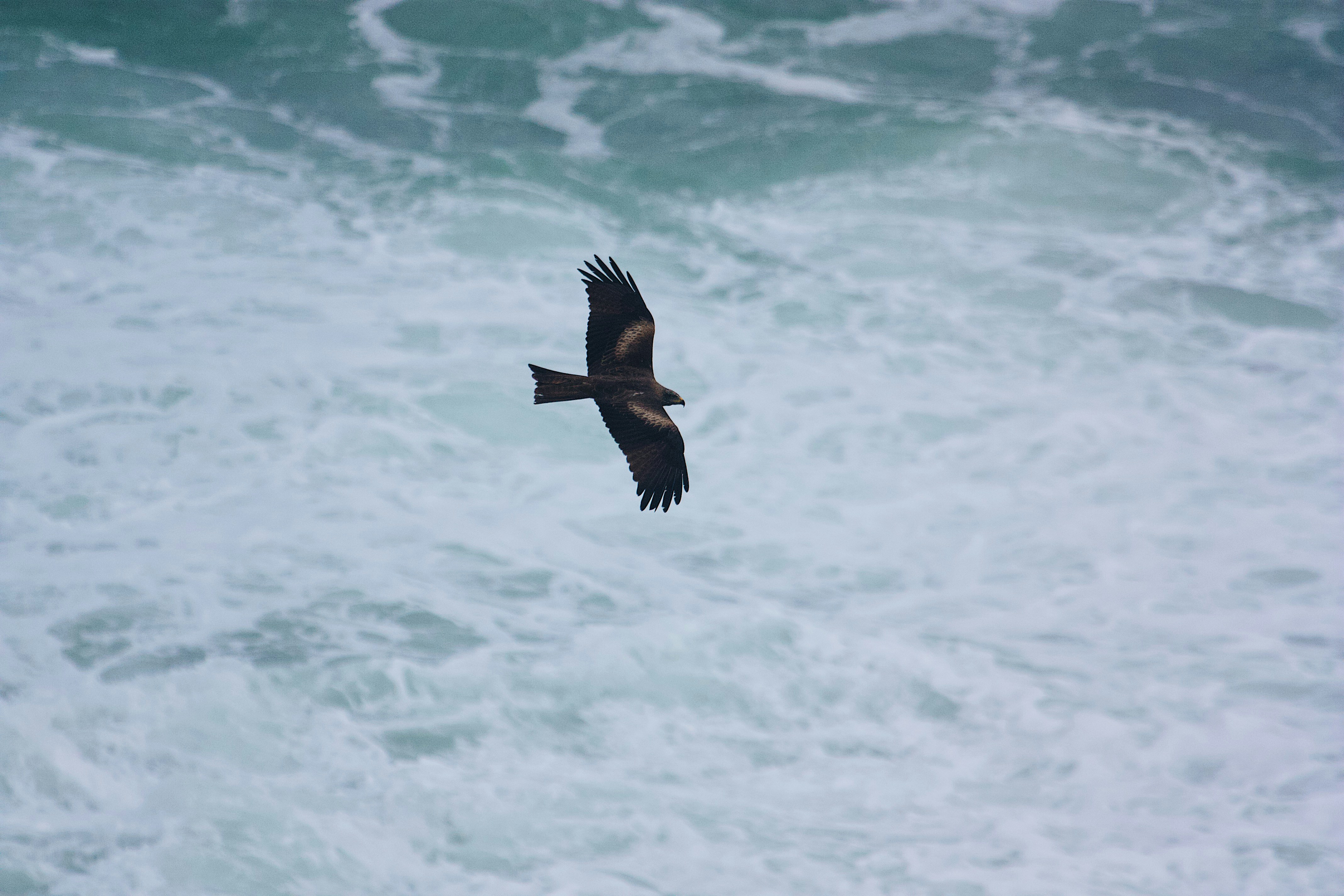 Dark-winged Seabird Tracing a Wind over Turbulent Surf