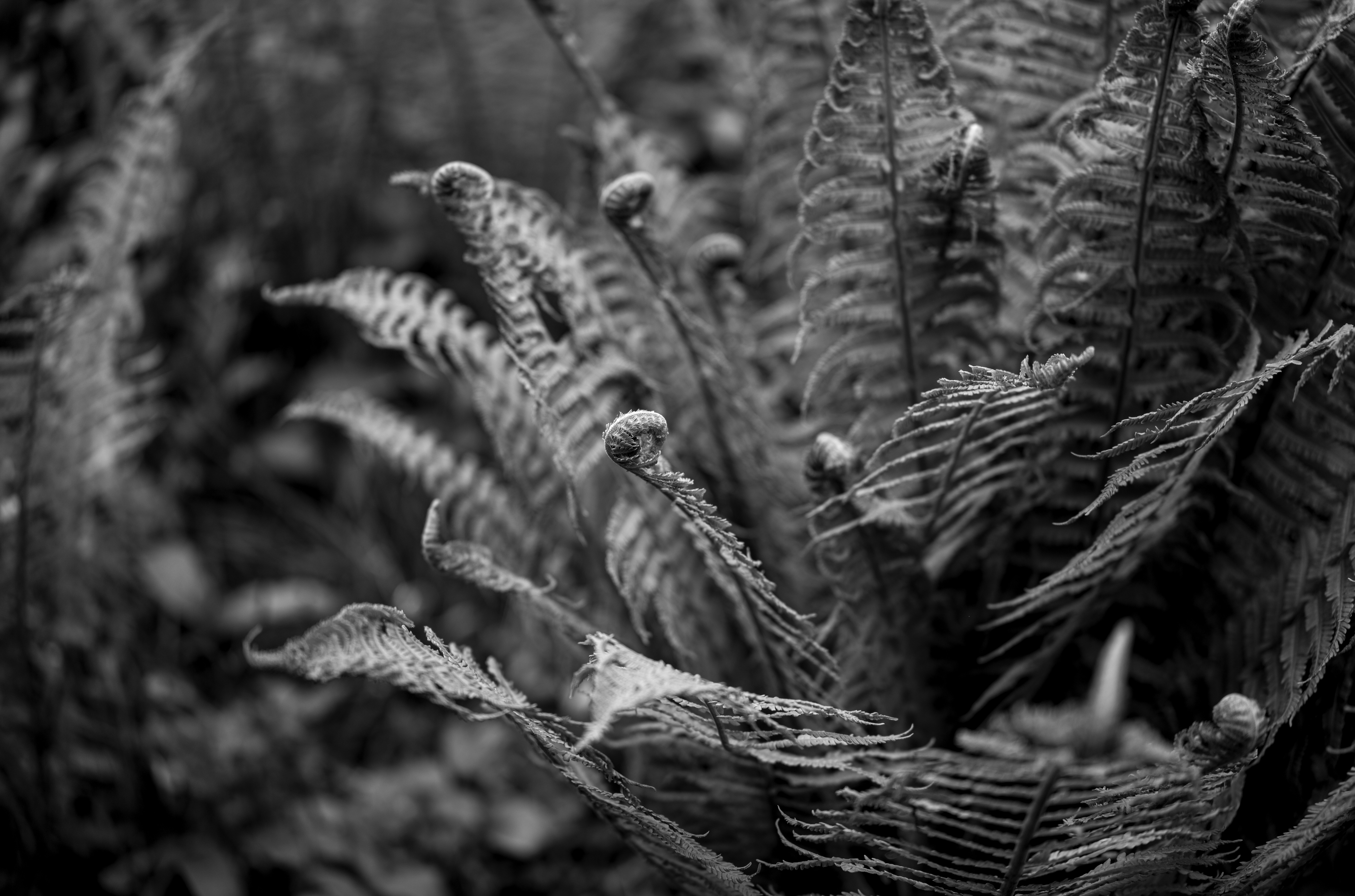 Close-up of lush ferns with delicate fronds and curled tips, showcasing intricate natural patterns in monochrome.