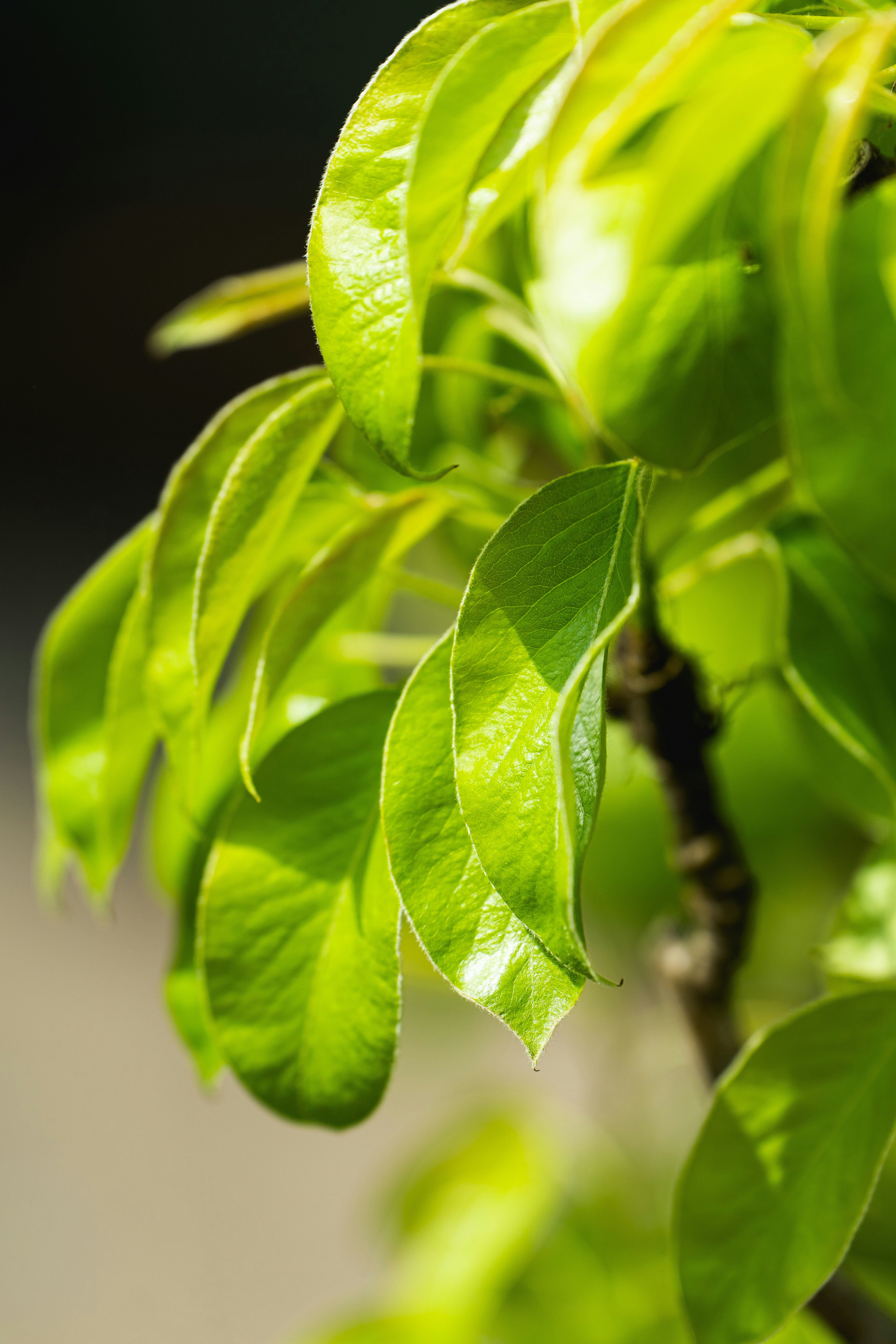 Close-up of vibrant green leaves basking in sunlight, showcasing their intricate textures and natural beauty.