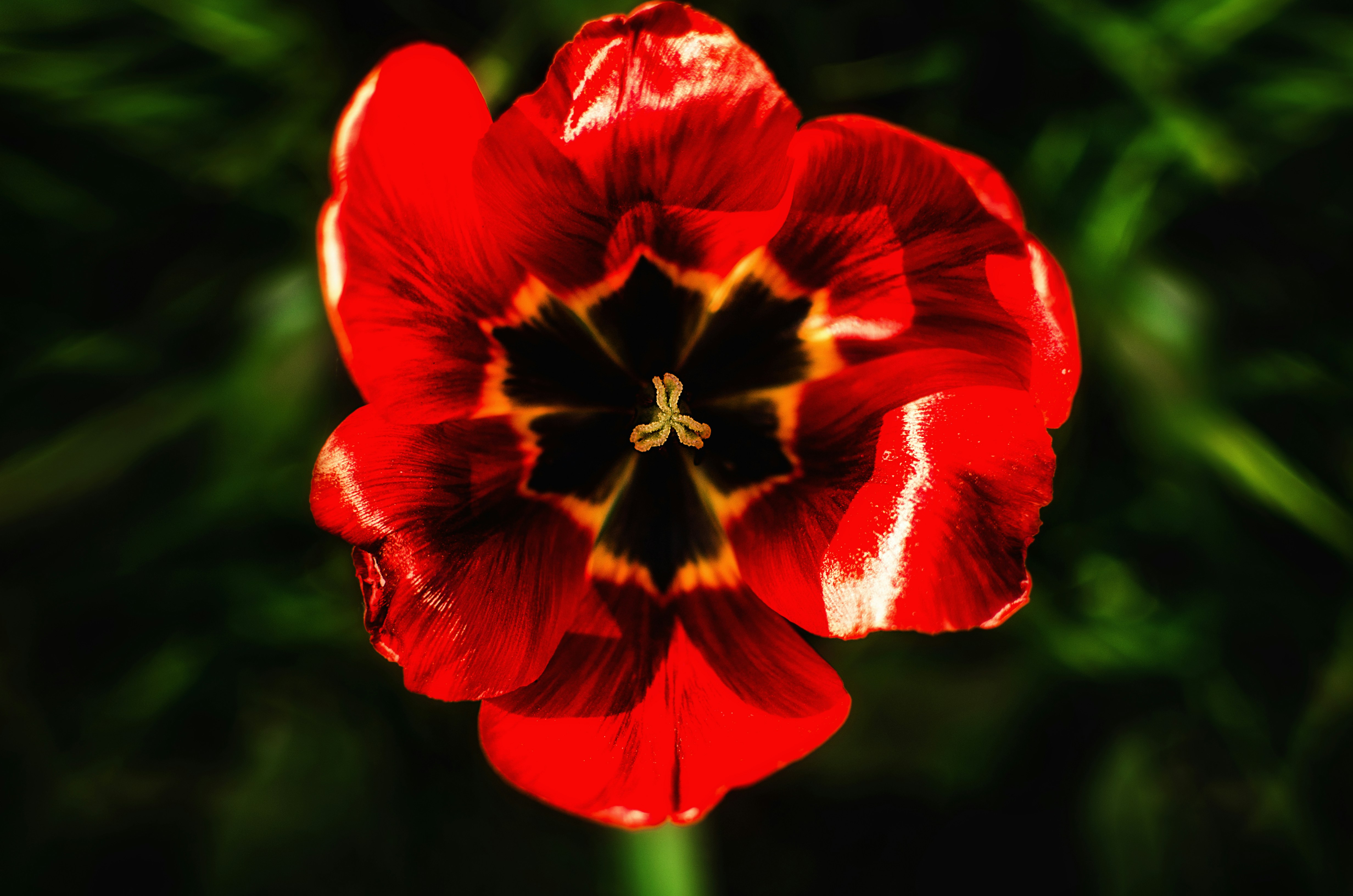 a close up of a red flower with a green background