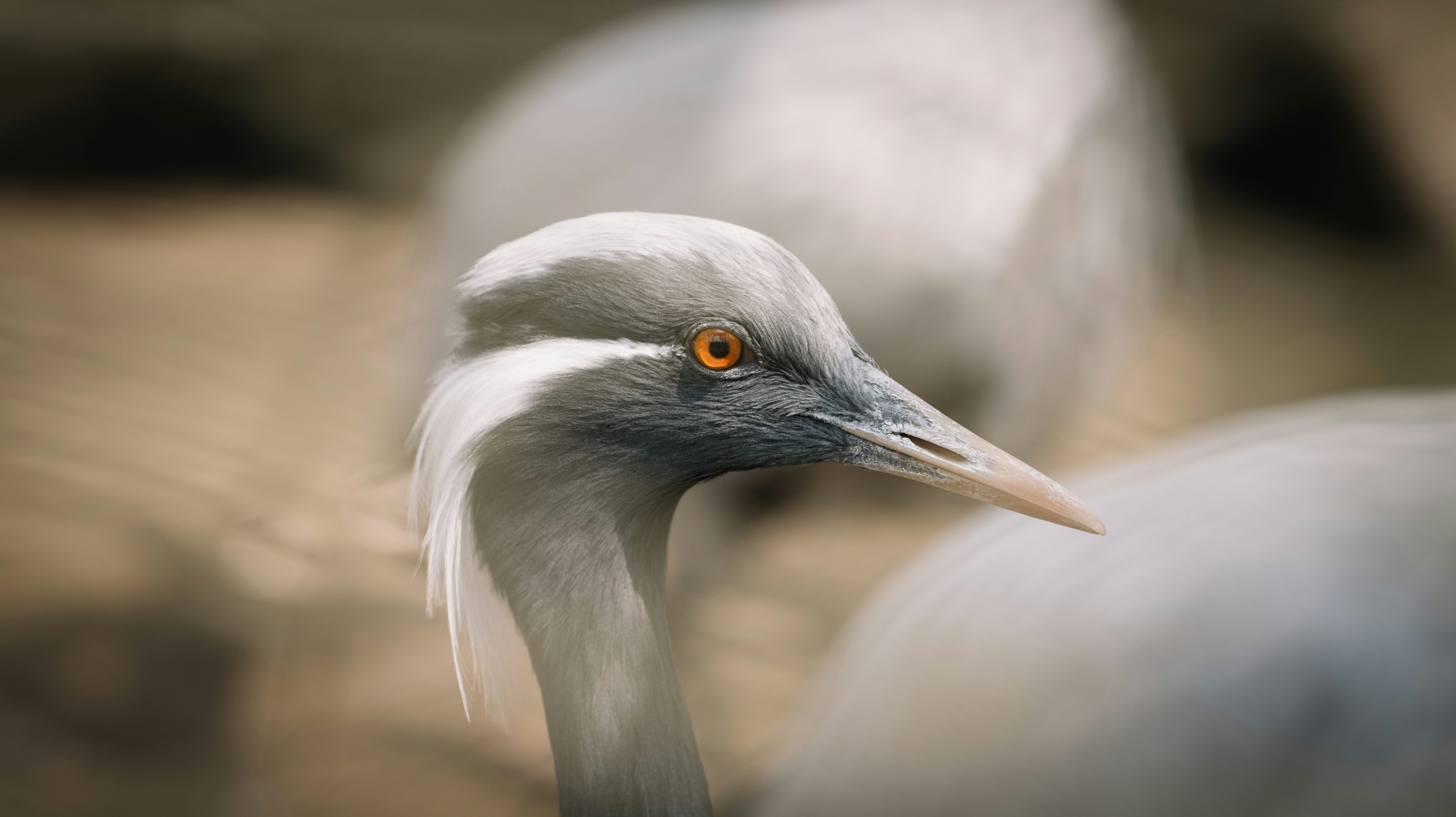 Crowned in Focus: A Striking Grey Heron Portrait