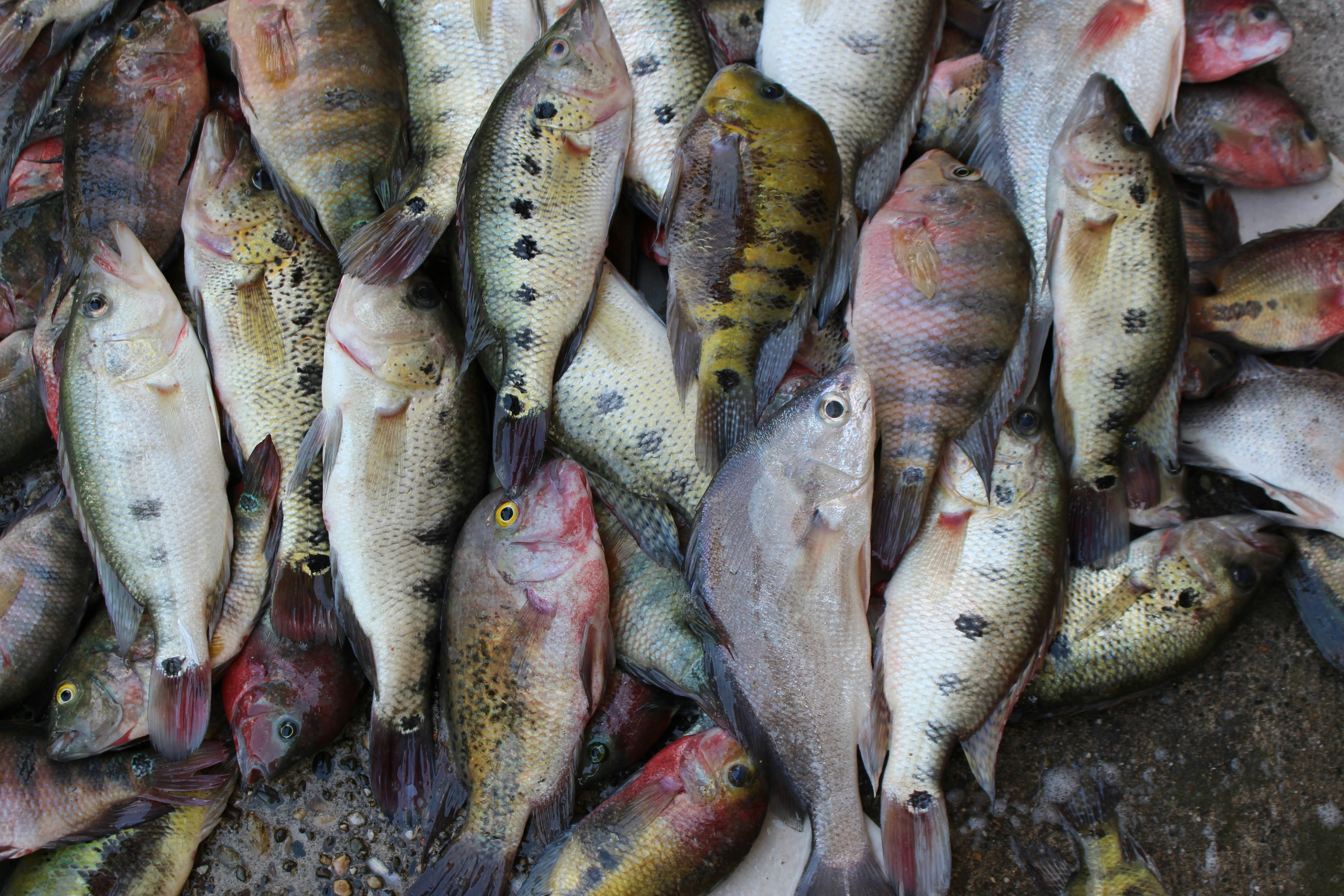 A bunch of fish that are laying on the ground photo – Free Tabasco ...