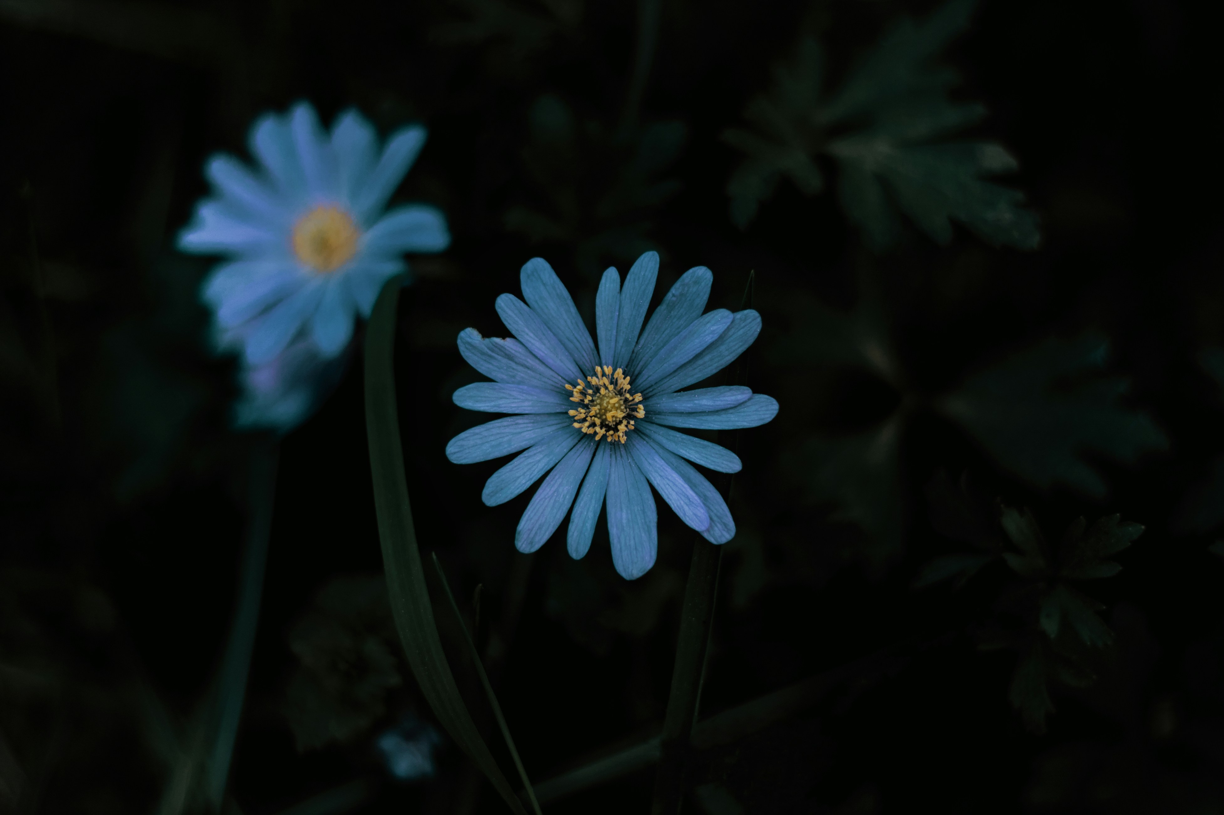 Azure Daisies in a Velvet Night