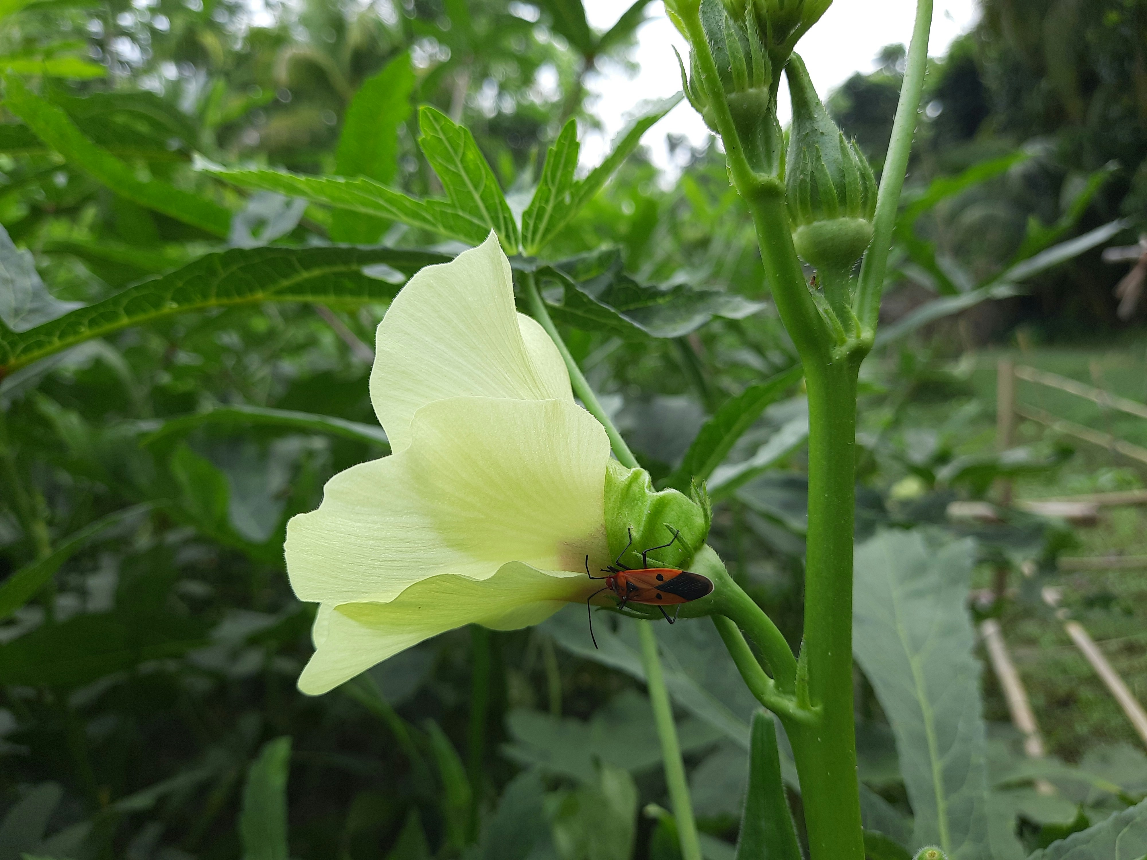 A delicate yellow okra flower with a red insect resting on its bud, surrounded by lush green foliage.