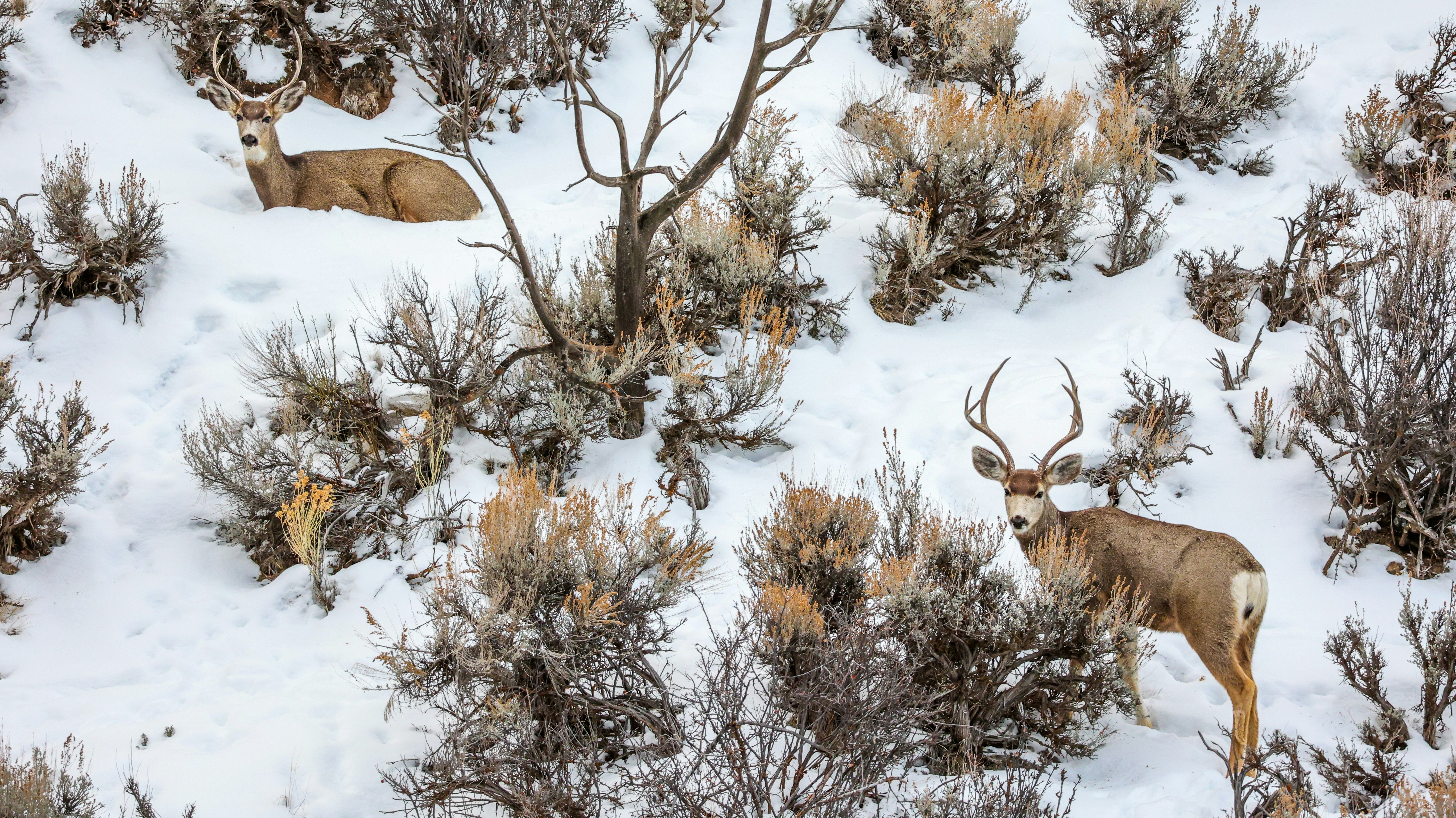 Antlered Quiet in Snow-Dusted Brush