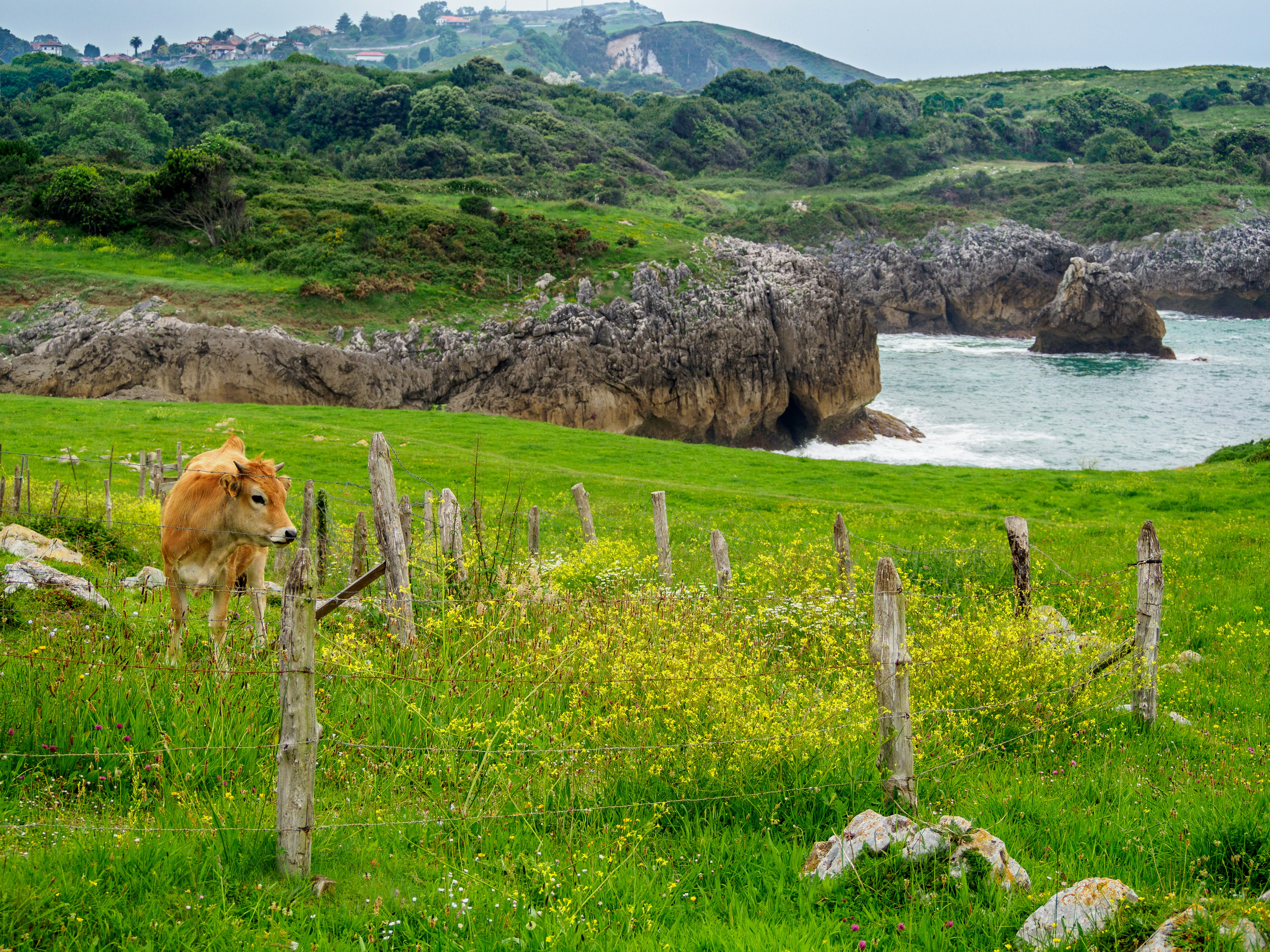 A cow grazes peacefully among vibrant wildflowers in a lush green field, with rugged cliffs and the ocean in the background.