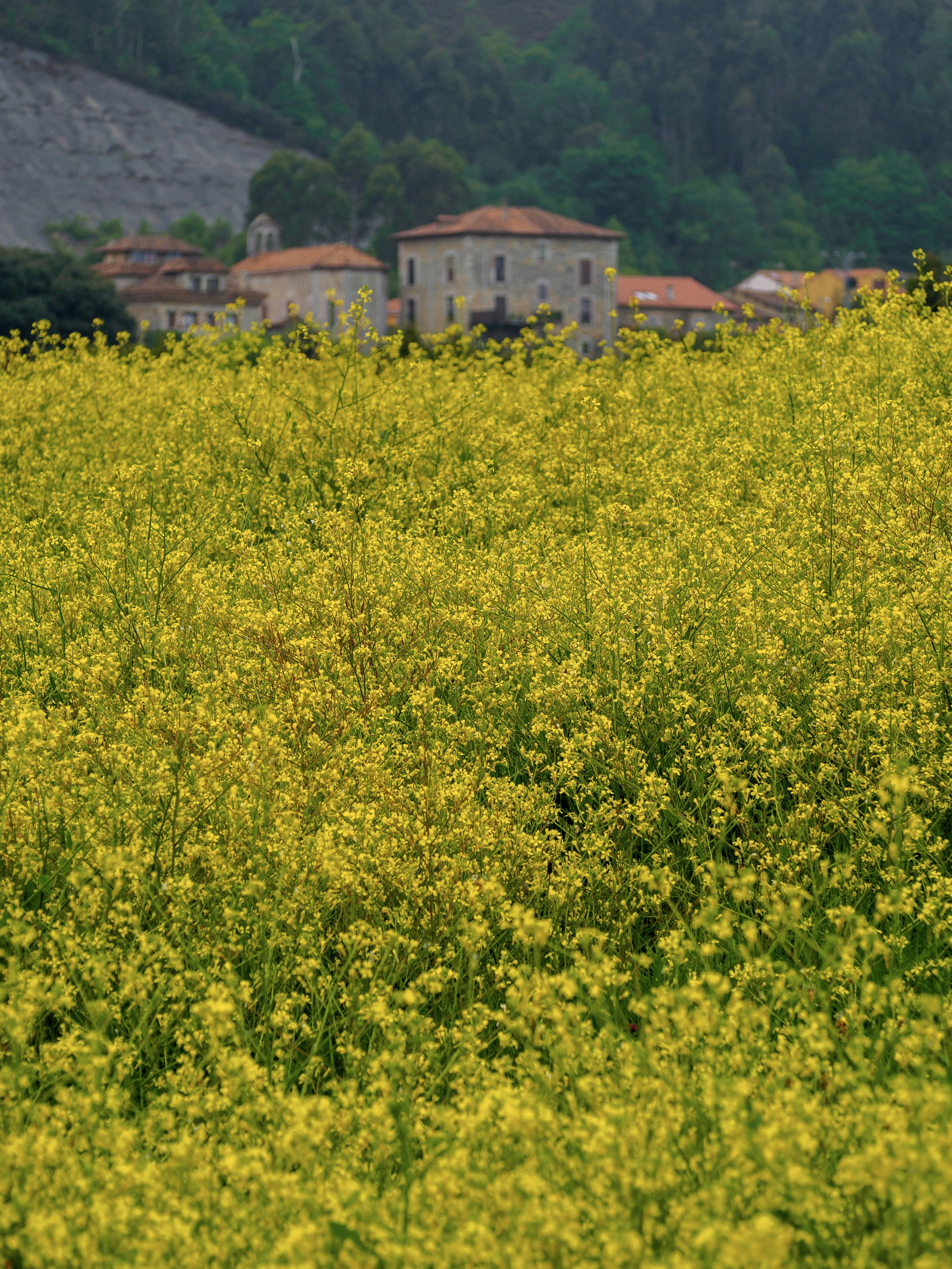 Golden Field Overlook: A Village Nestled Beyond Canola