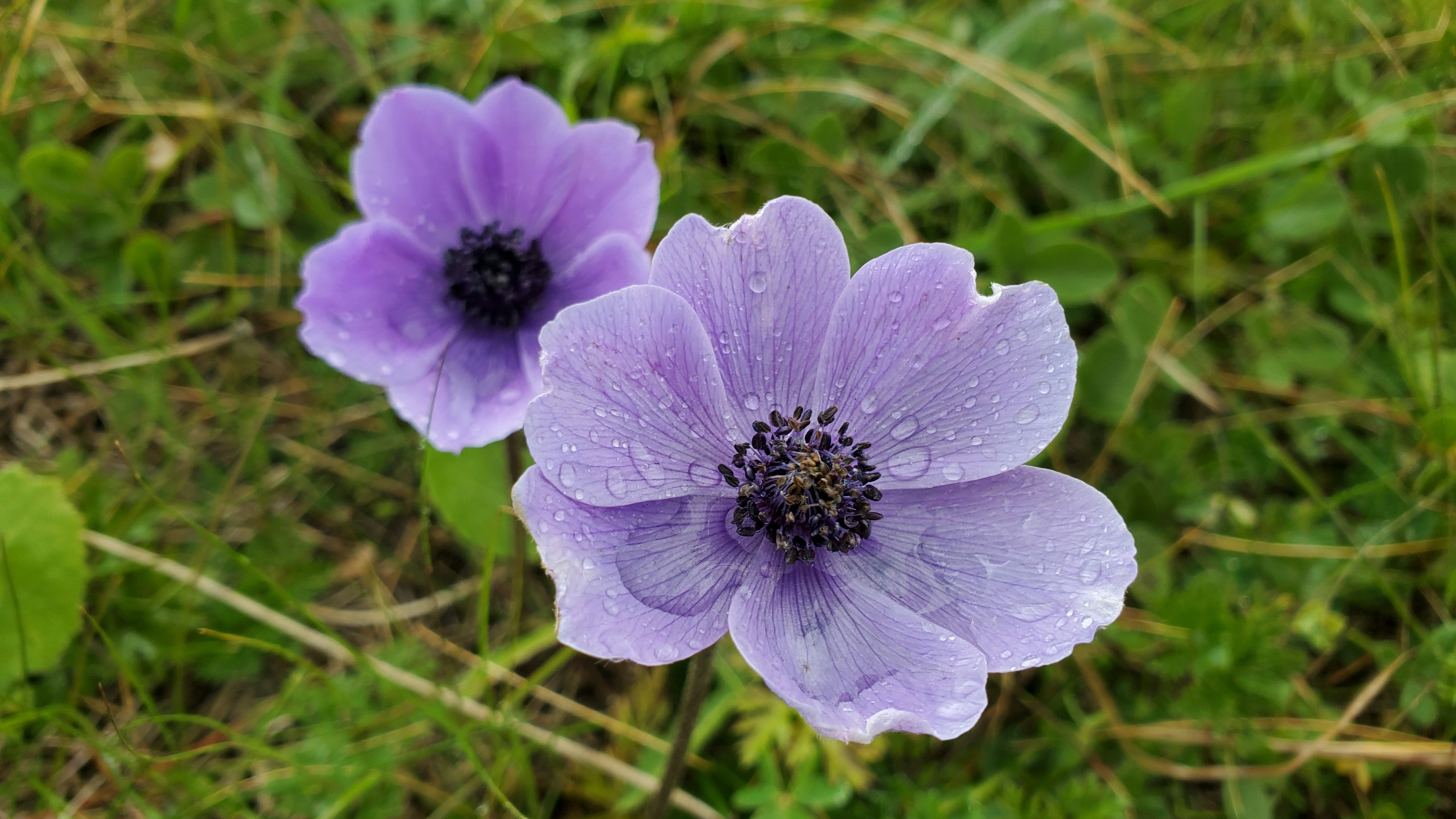 Lavender Bloom in Dew: Twin Anemones in a Meadow