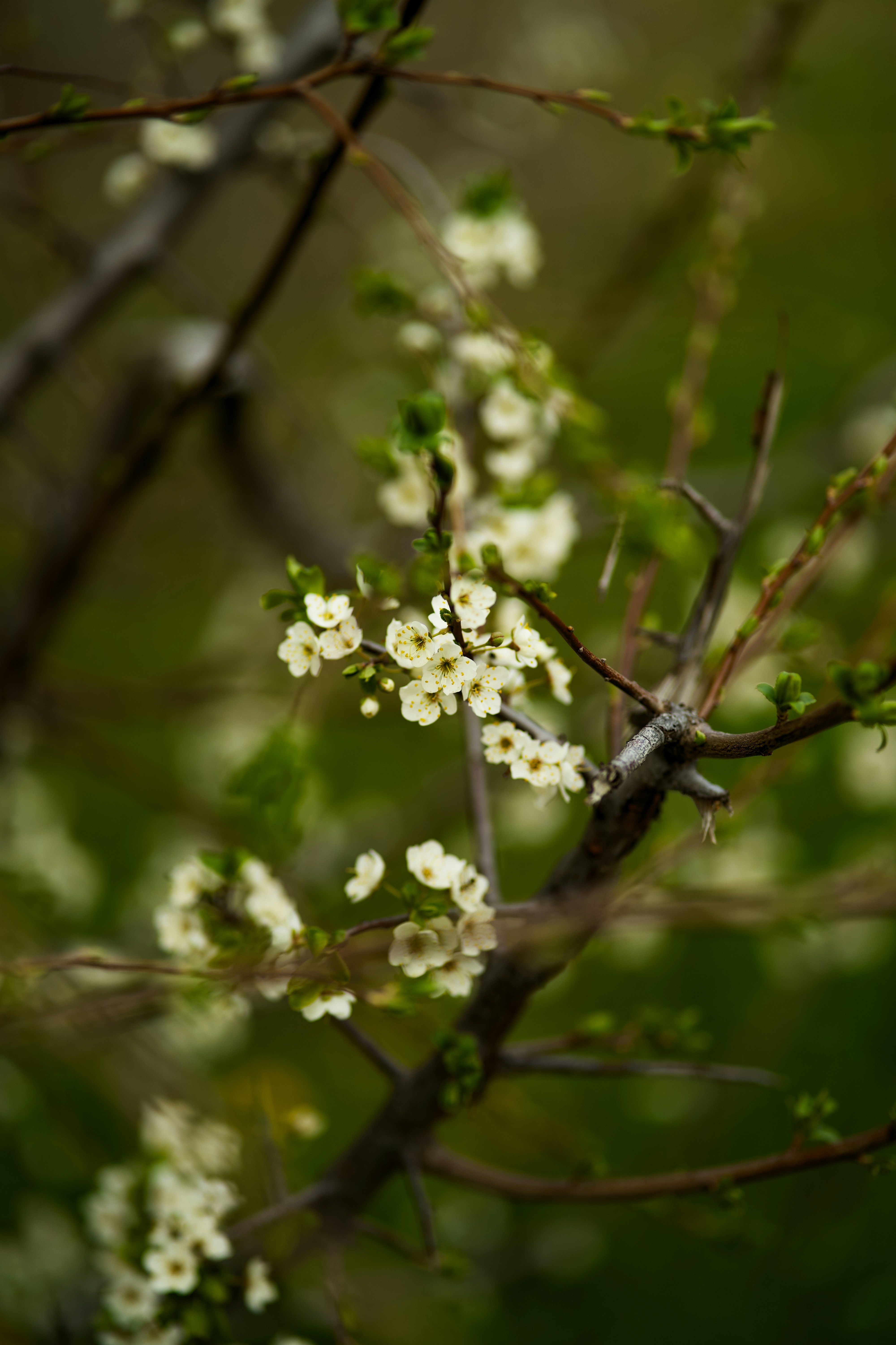 Delicate white blossoms adorn slender branches, set against a soft green backdrop. The intricate details of nature's renewal are beautifully highlighted.