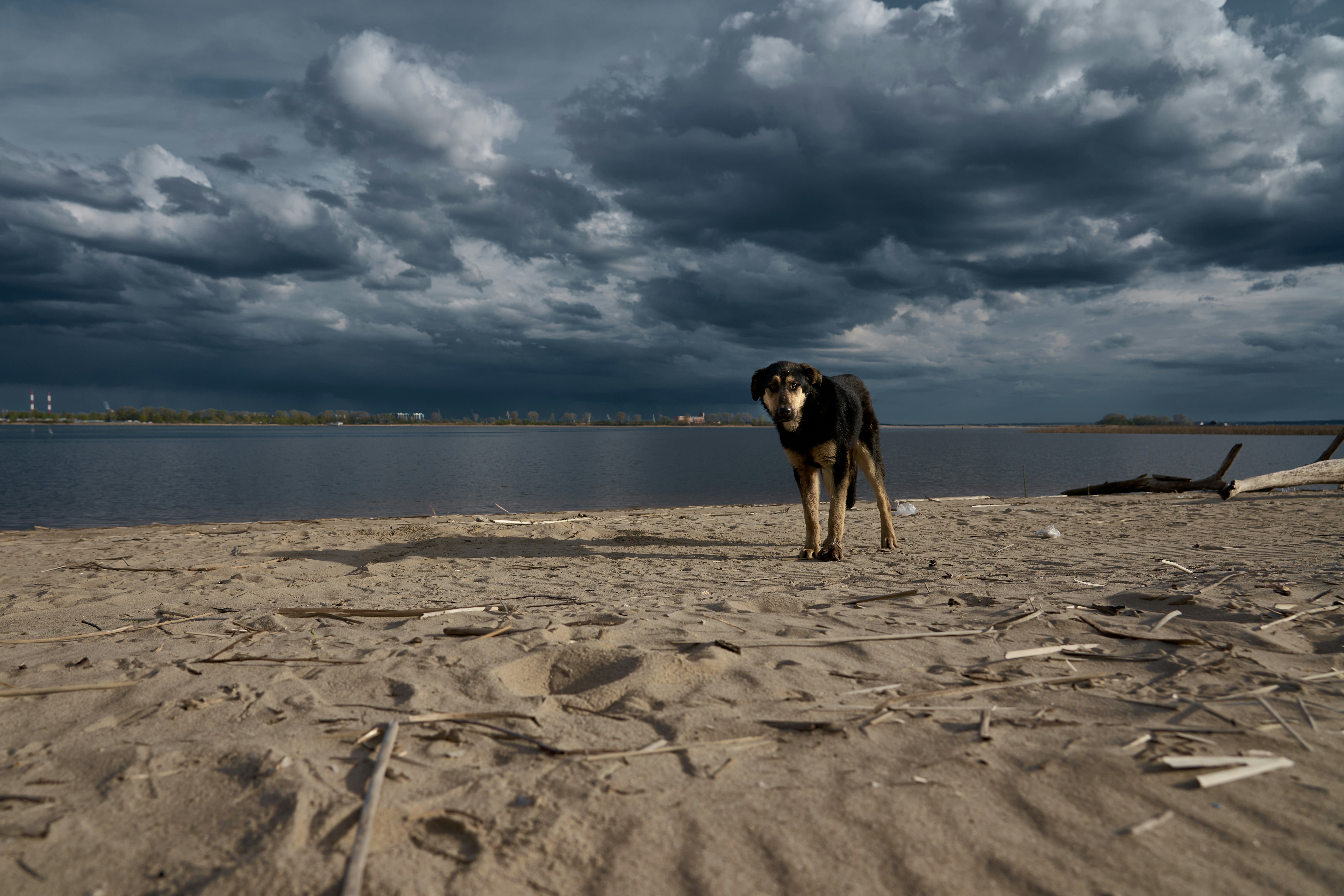Canine Sentinel at the Edge: Beach Portrait Beneath Looming Storm Clouds