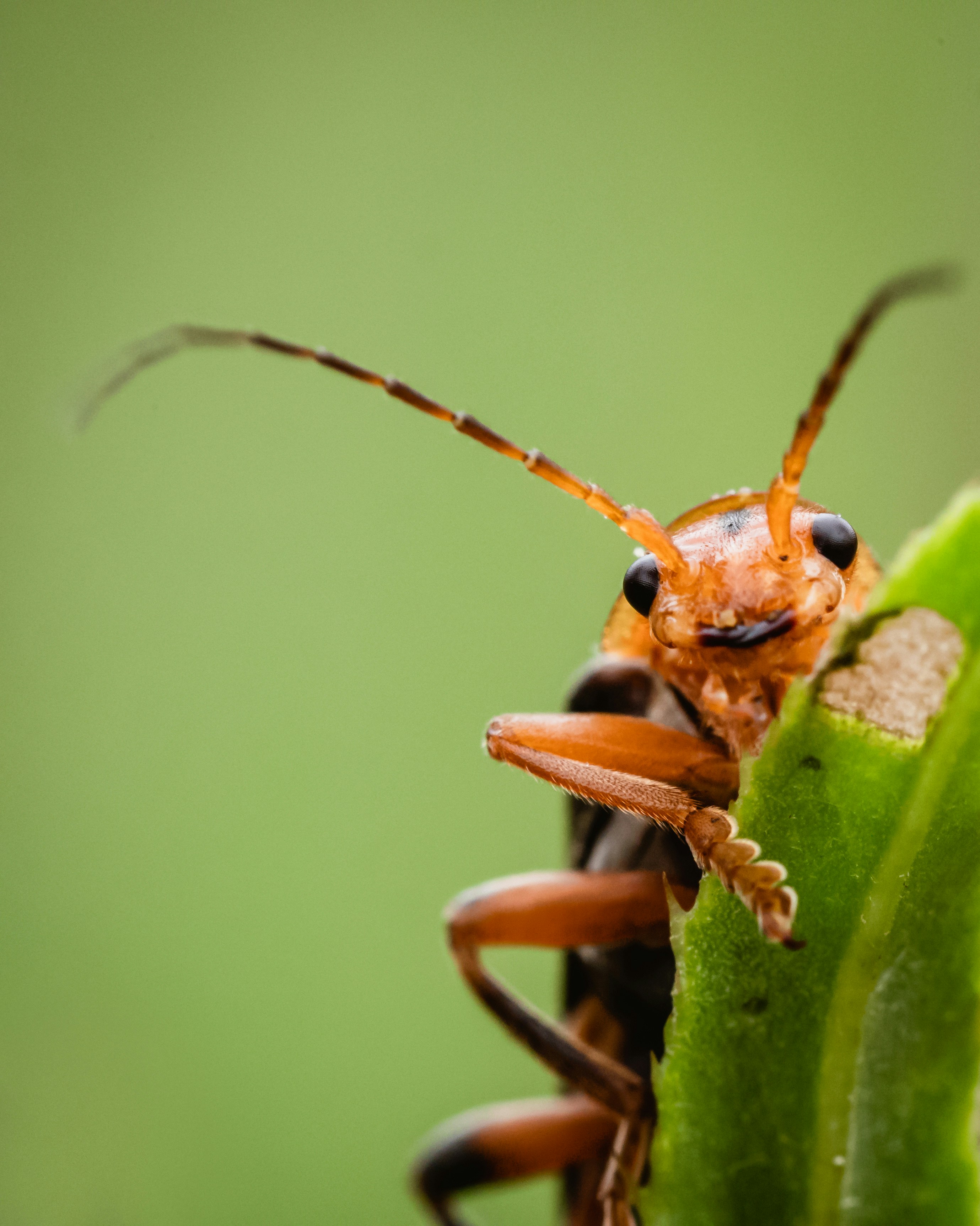 Un primer plano de un insecto en una hoja foto – Imagen de Bicho ...