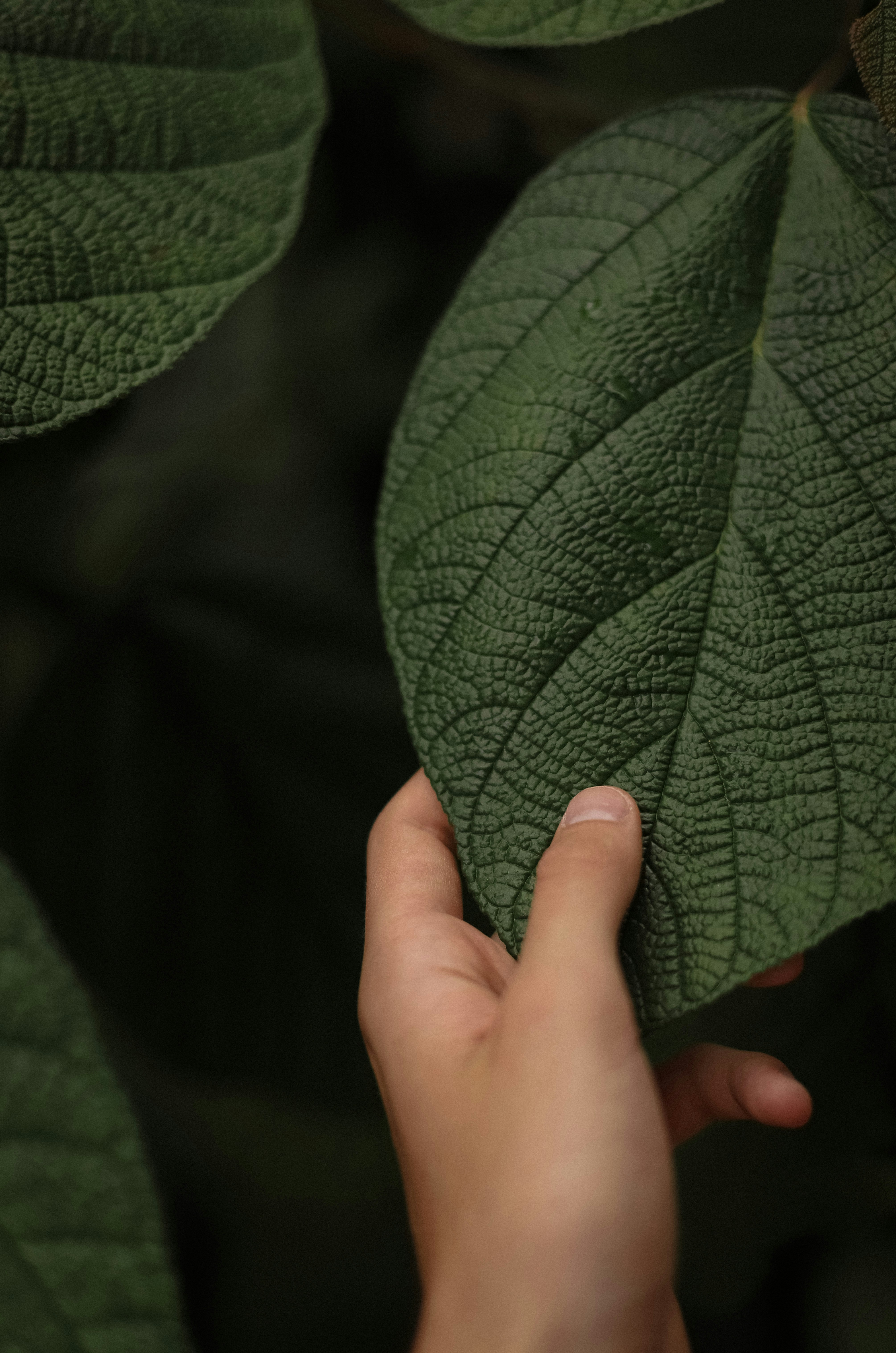 Crisp green textures 
