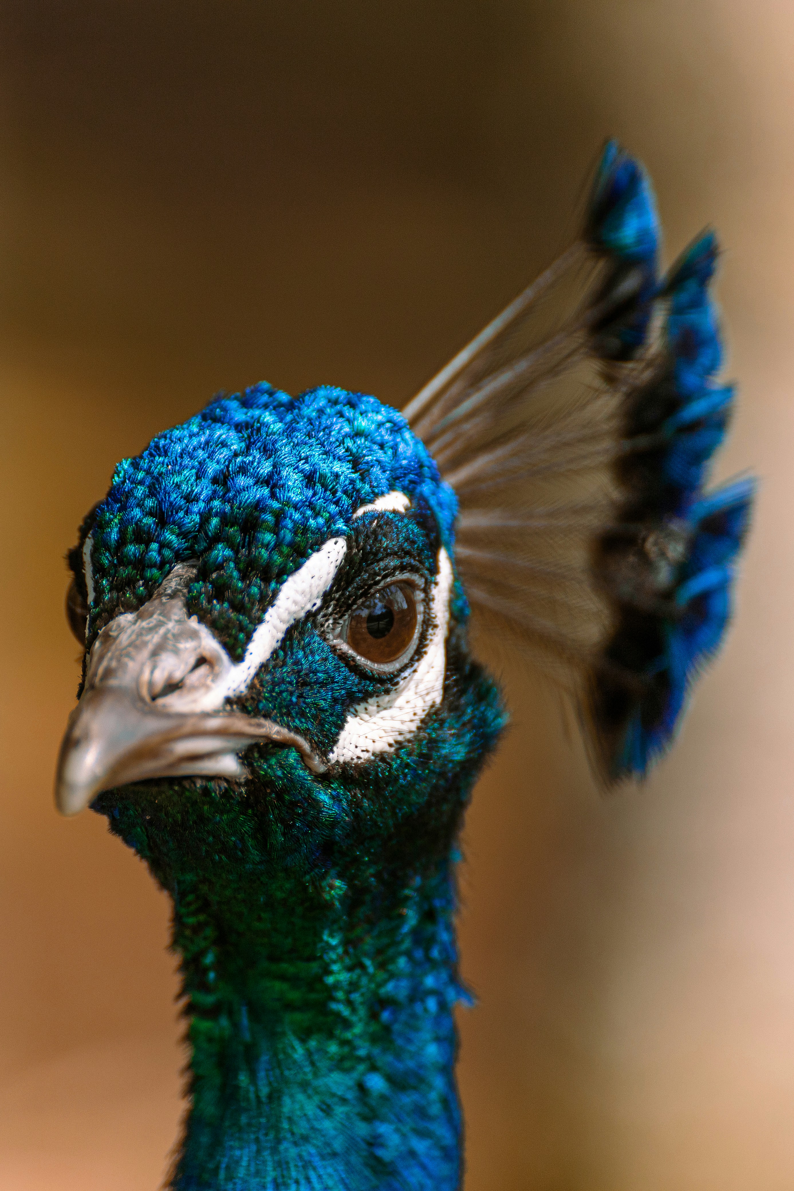 Iridescent Gaze: A Peacock Headshot in Sharp Focus