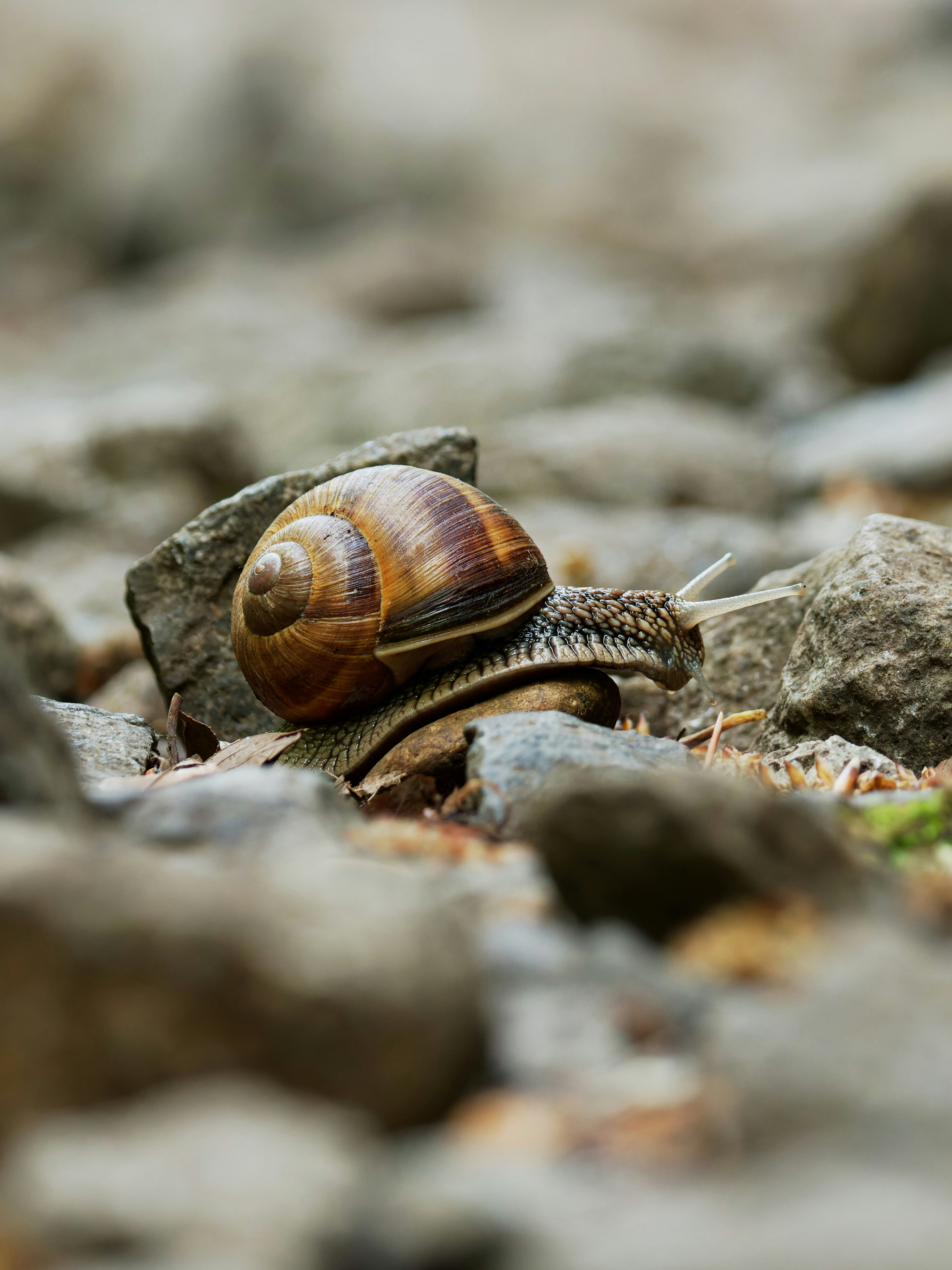 A snail crawling on some rocks on the ground photo – Free Snail Image ...