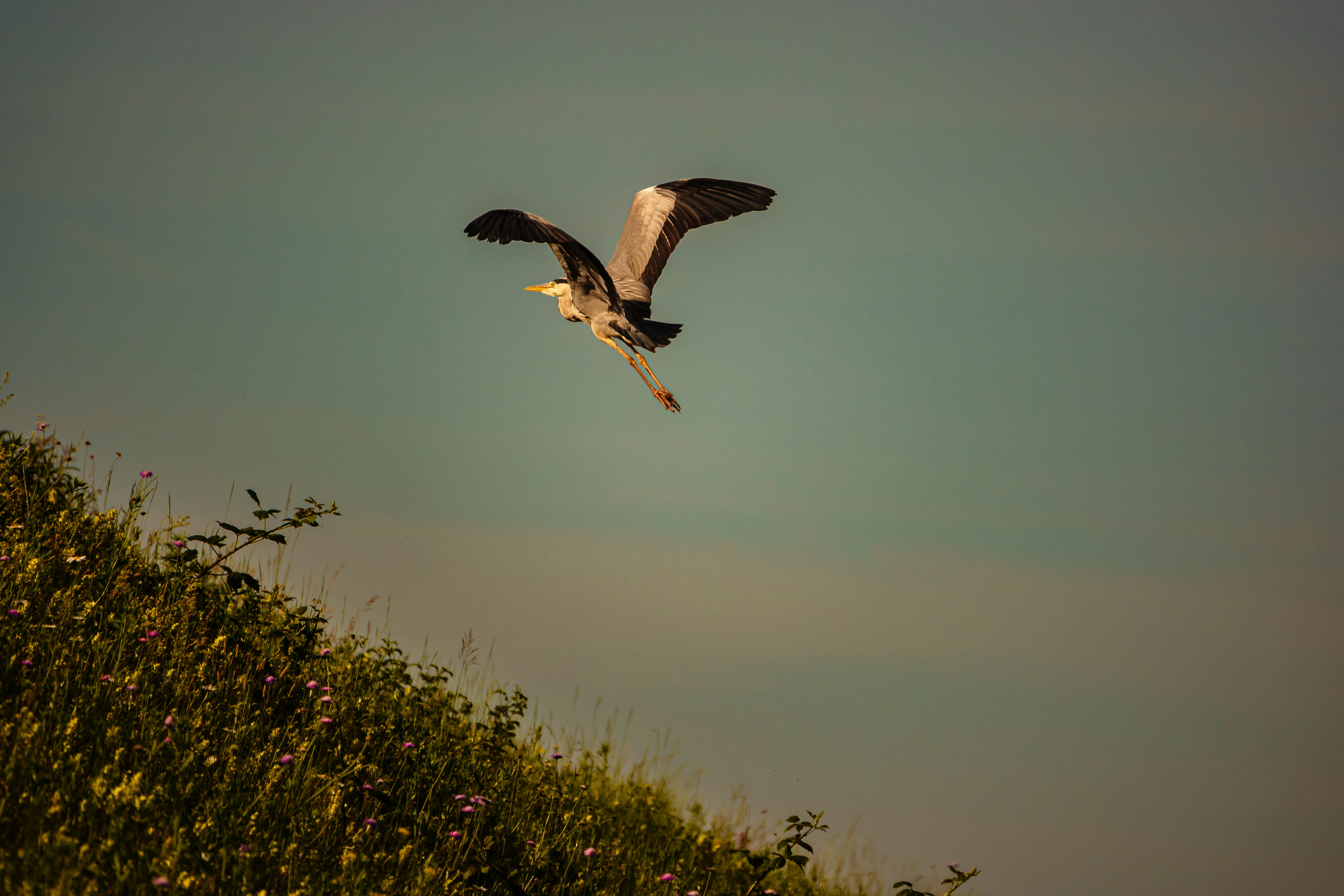 Winged silhouette over a hillside in bloom at golden hour