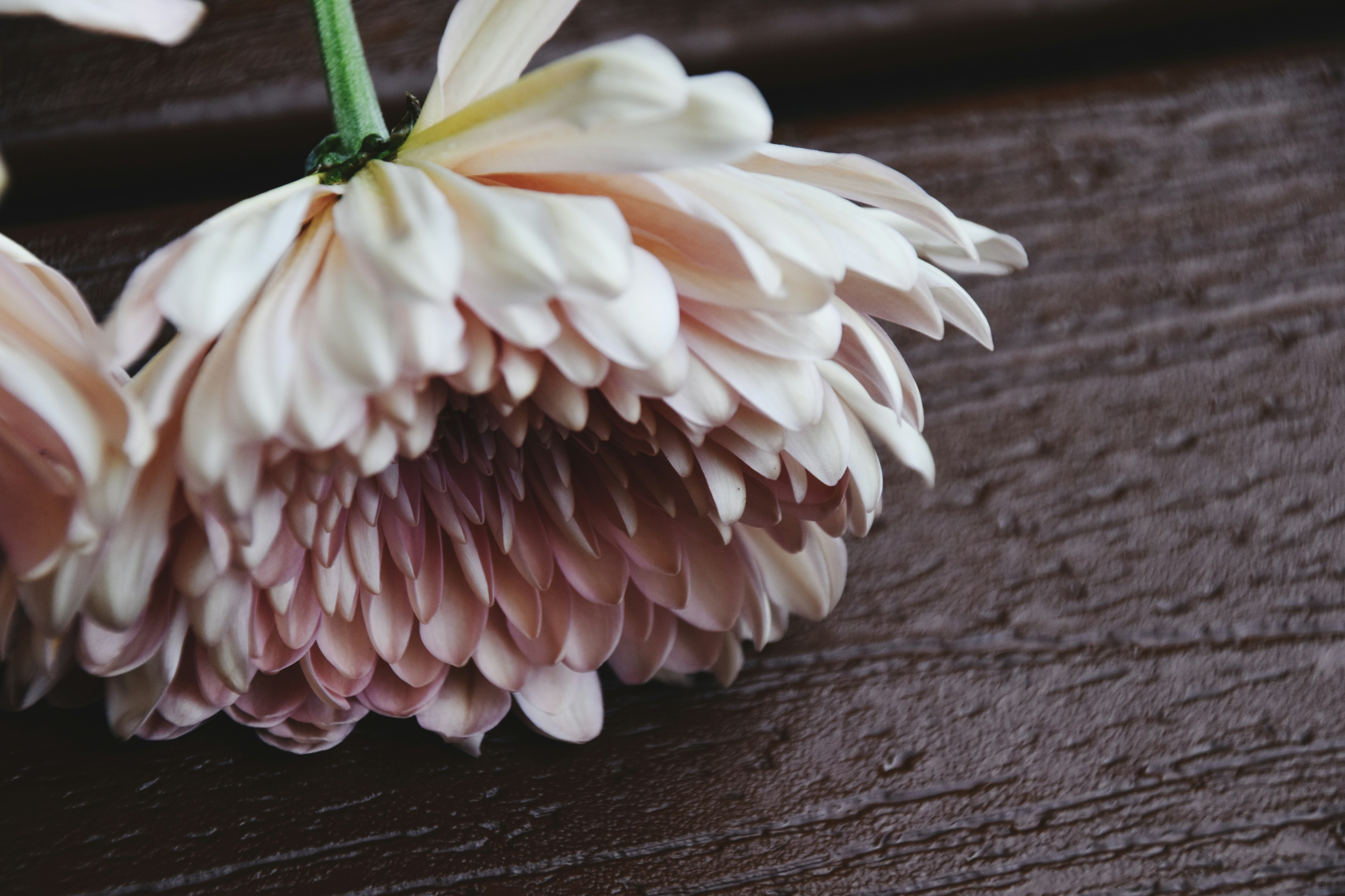 Close-up of a pale chrysanthemum resting on weathered wood