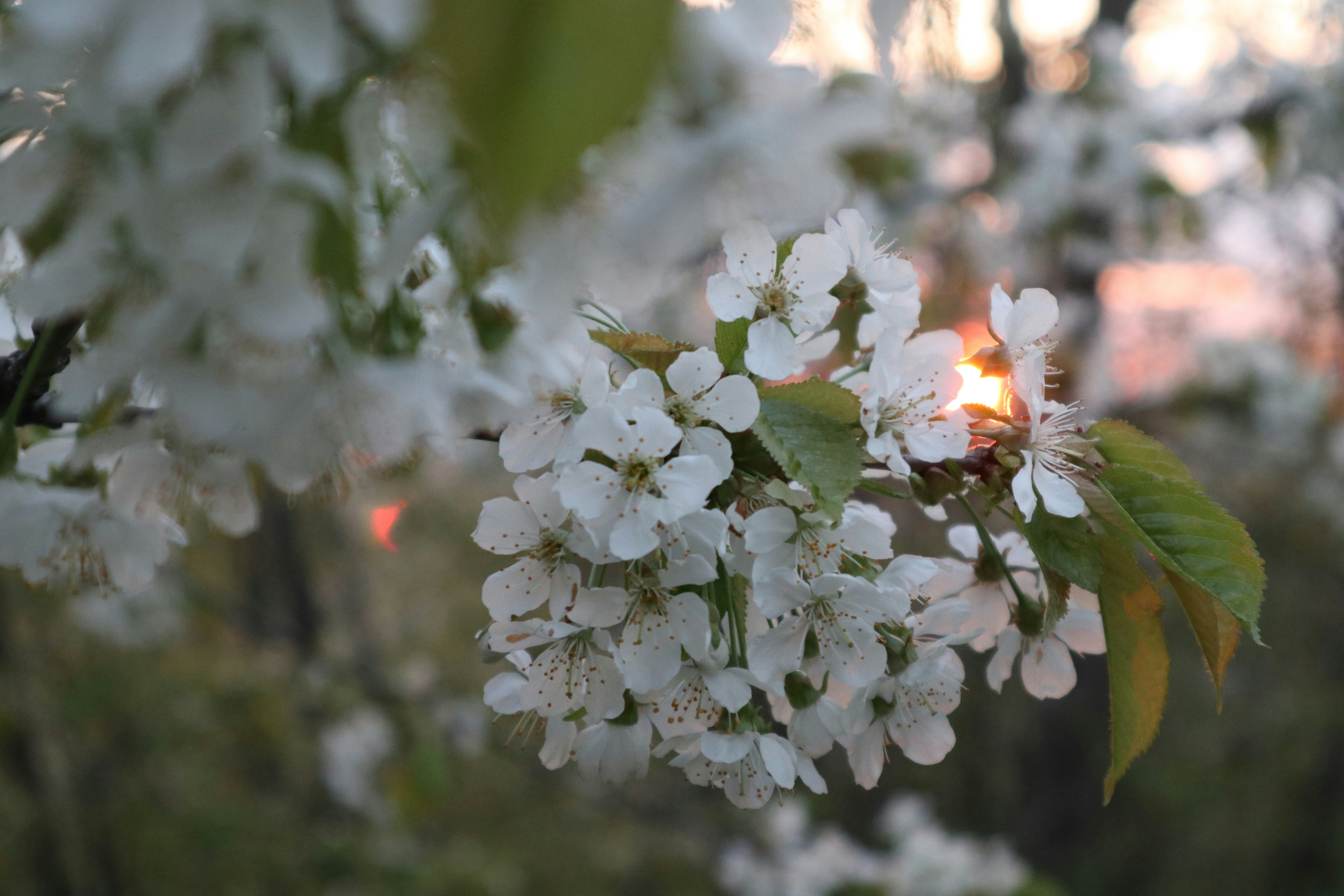 a close up of a tree with white flowers