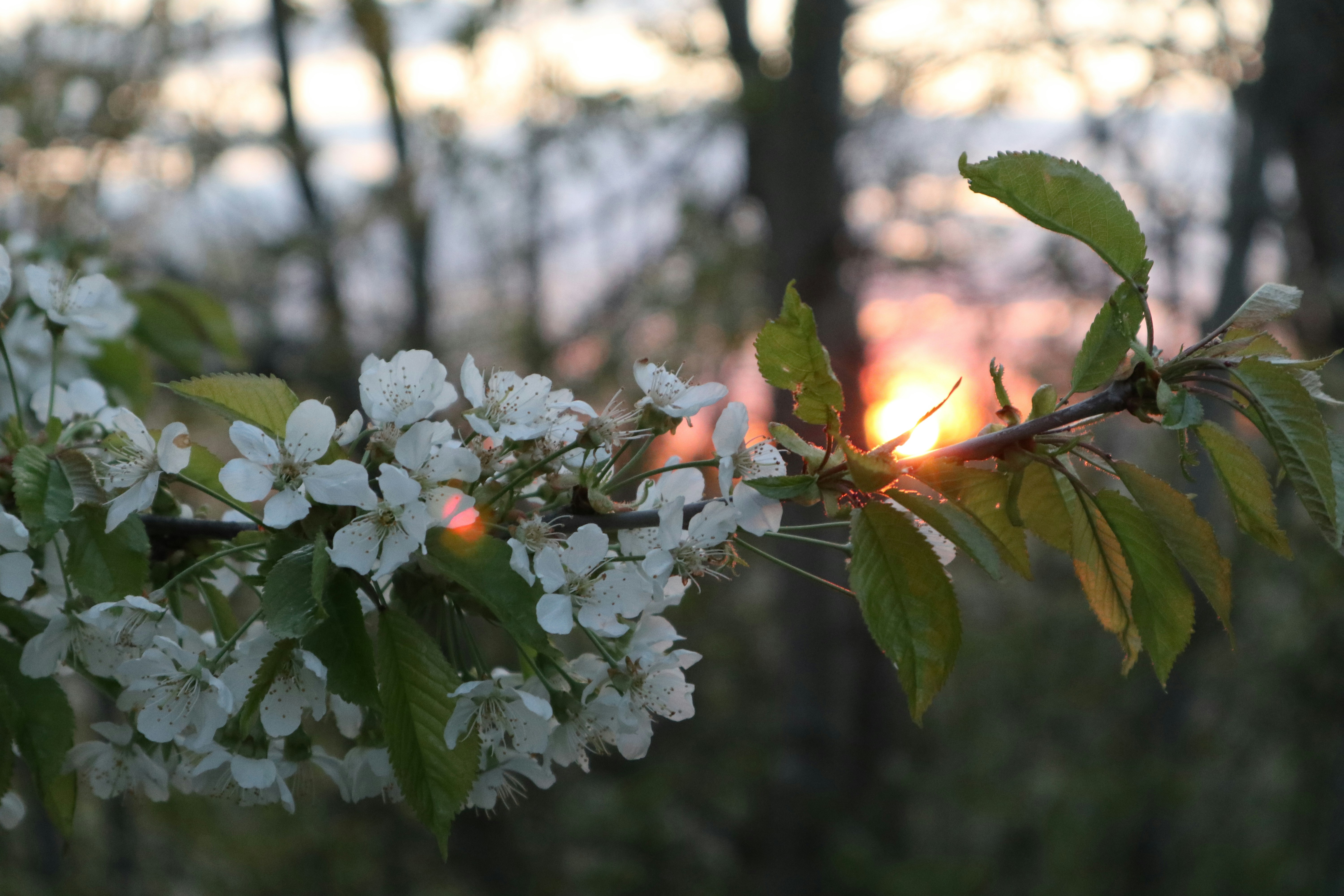 Backlit Cherry Blossoms Framing a Sunset Ember