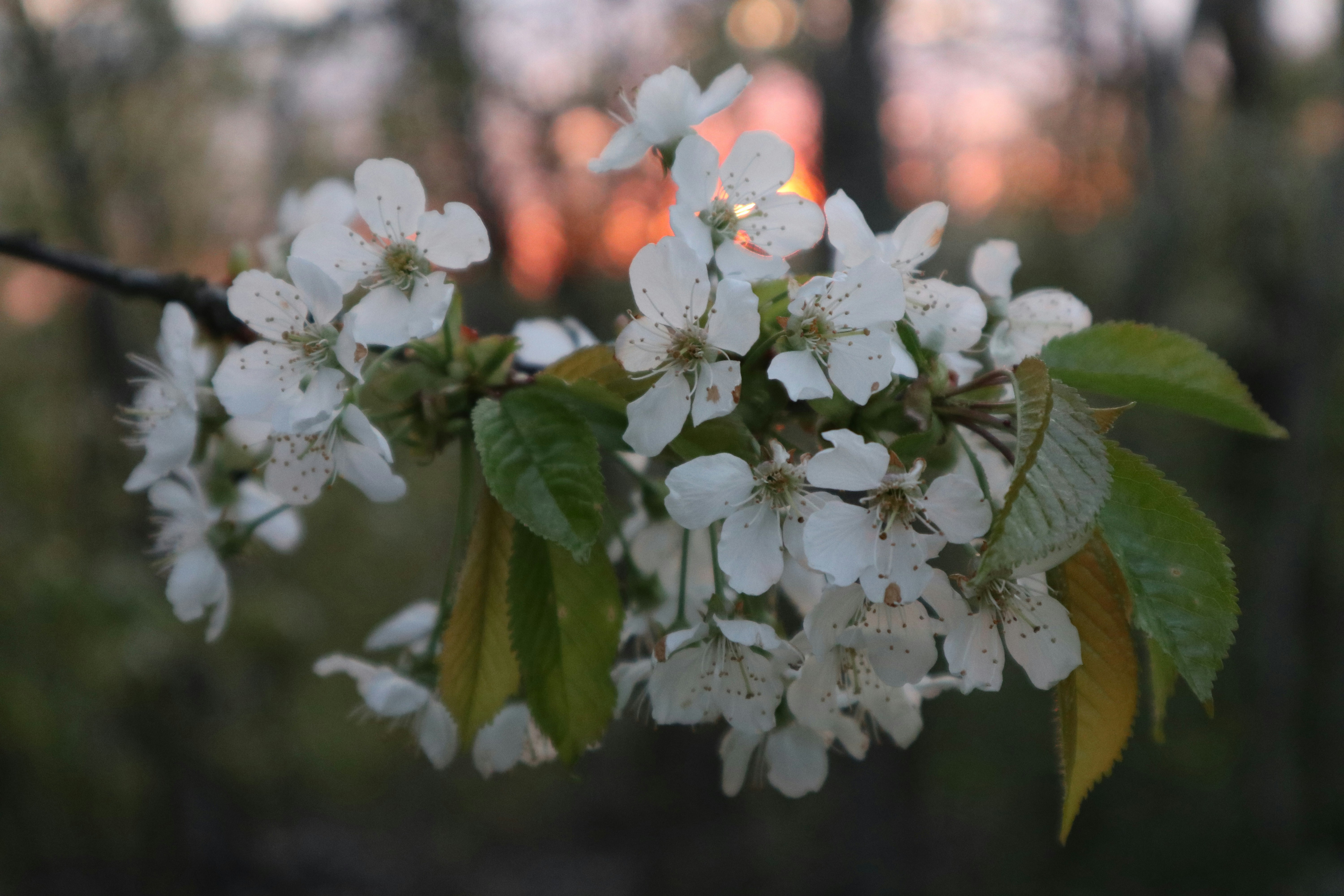 Blooming Branch in Soft Sunset Glow
