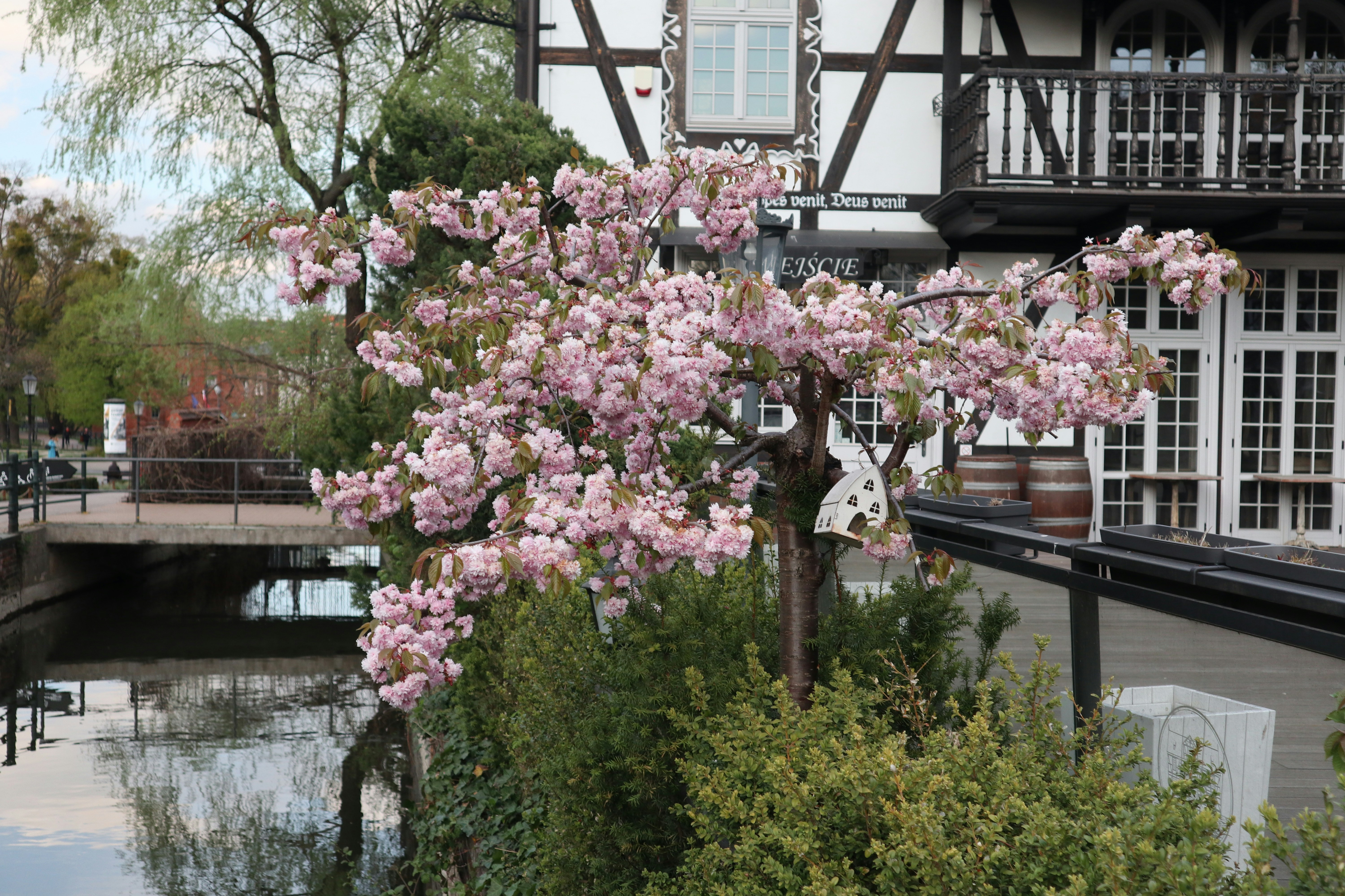 a tree with pink flowers in front of a building