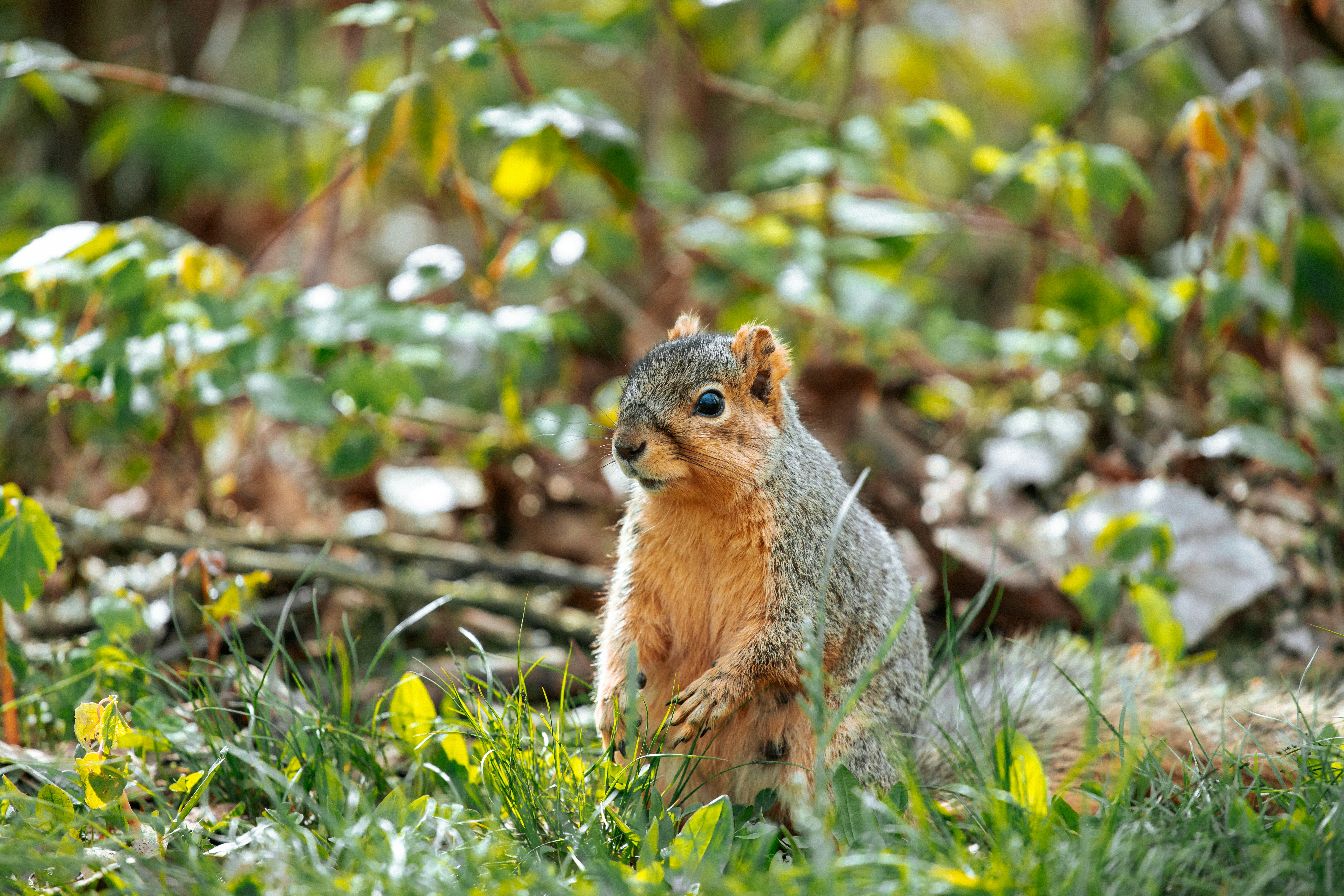 Squirrel standing amidst vibrant green foliage, showcasing its inquisitive nature in a sunlit forest setting.