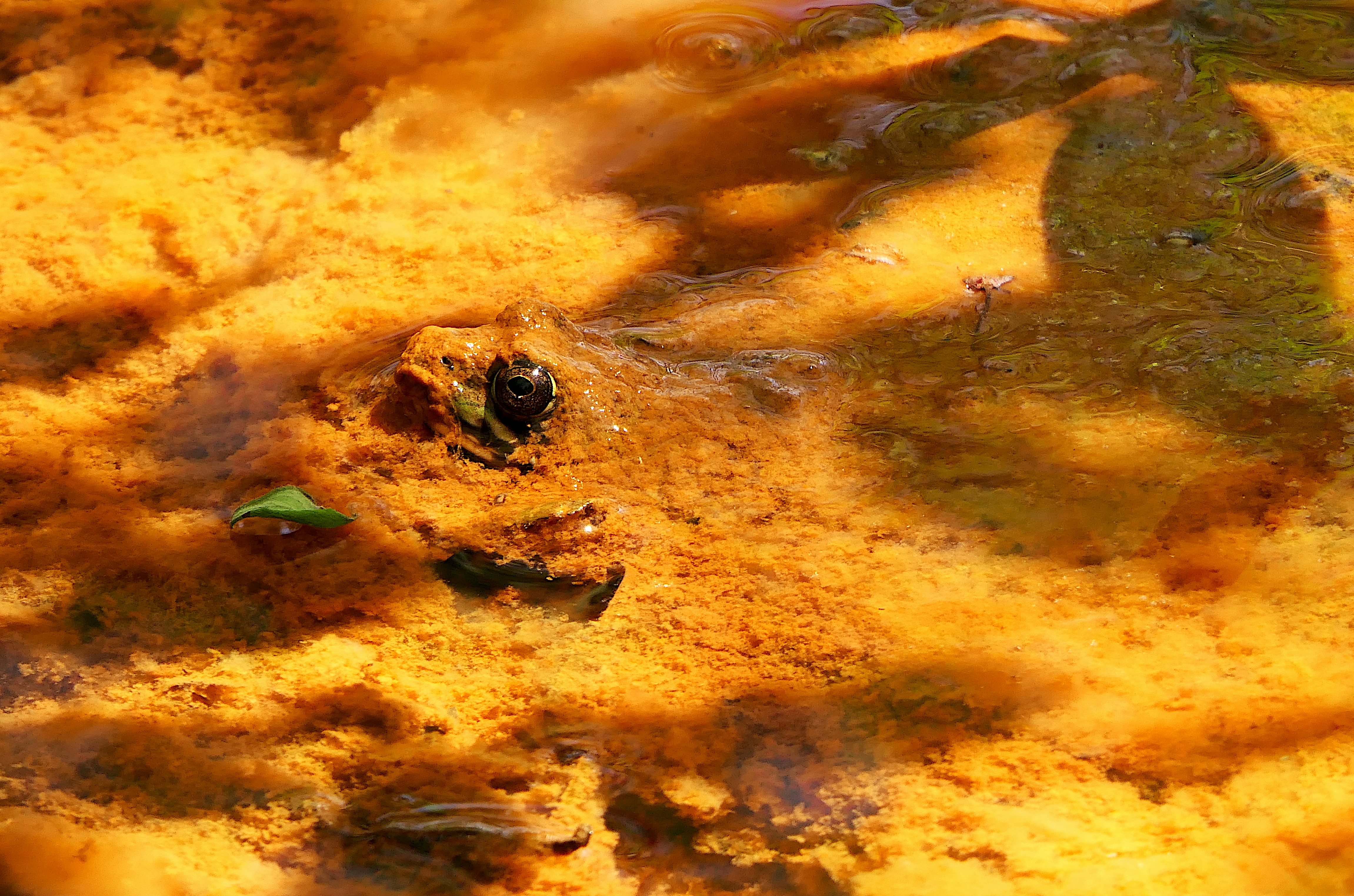 frog hiding in pond algae