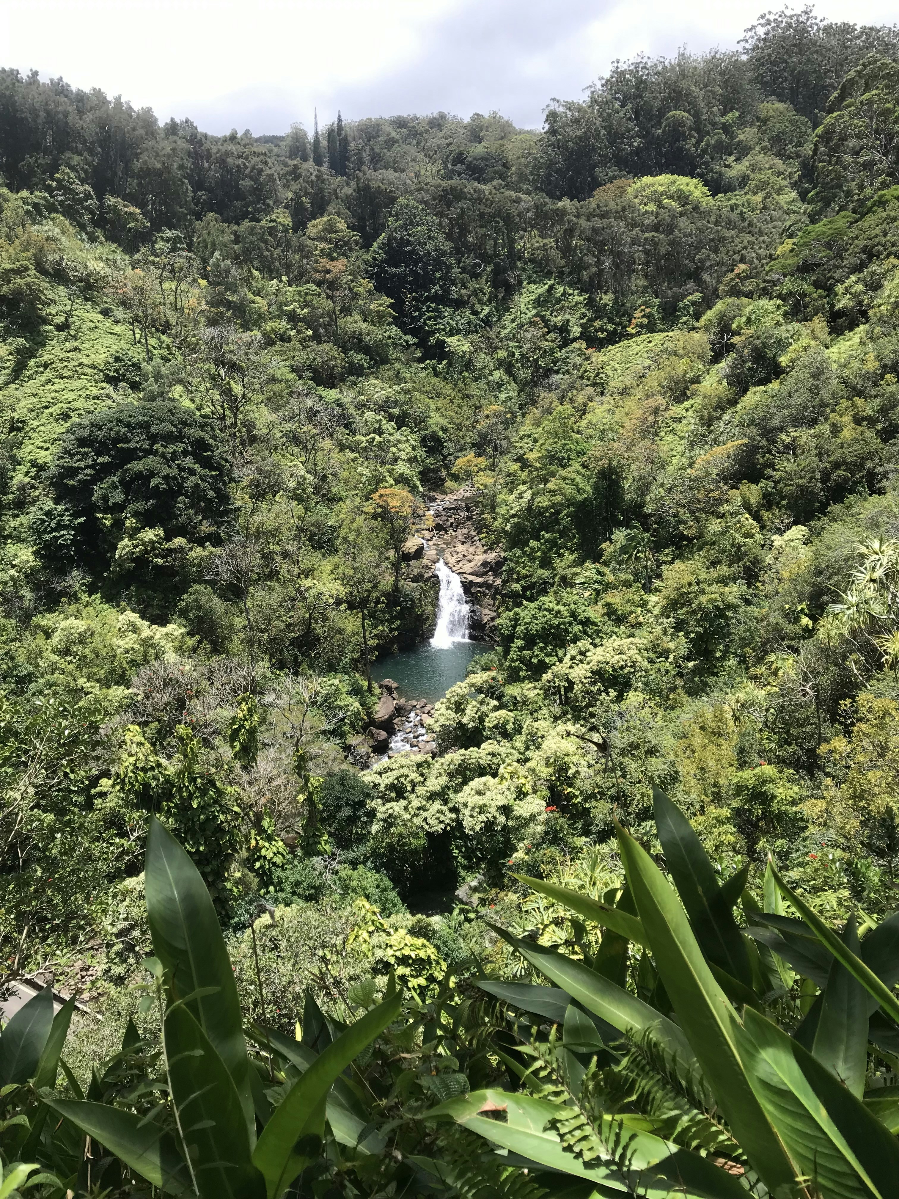 Verdant Cascade: A Hidden Waterfall Streaking Through Tropical Canopy