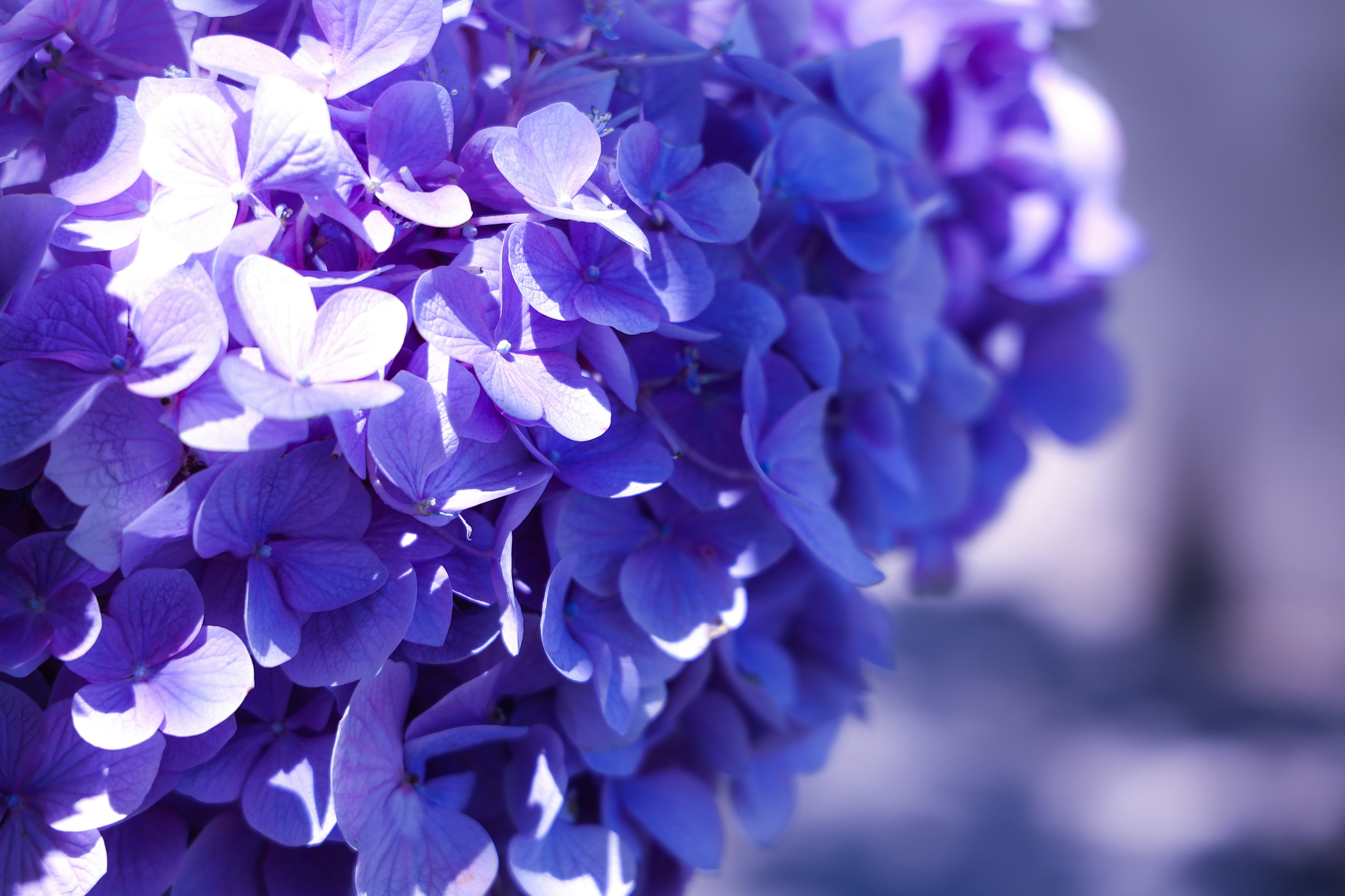 550+ Purple Flowers Pictures | Download Free Images on Unsplash
