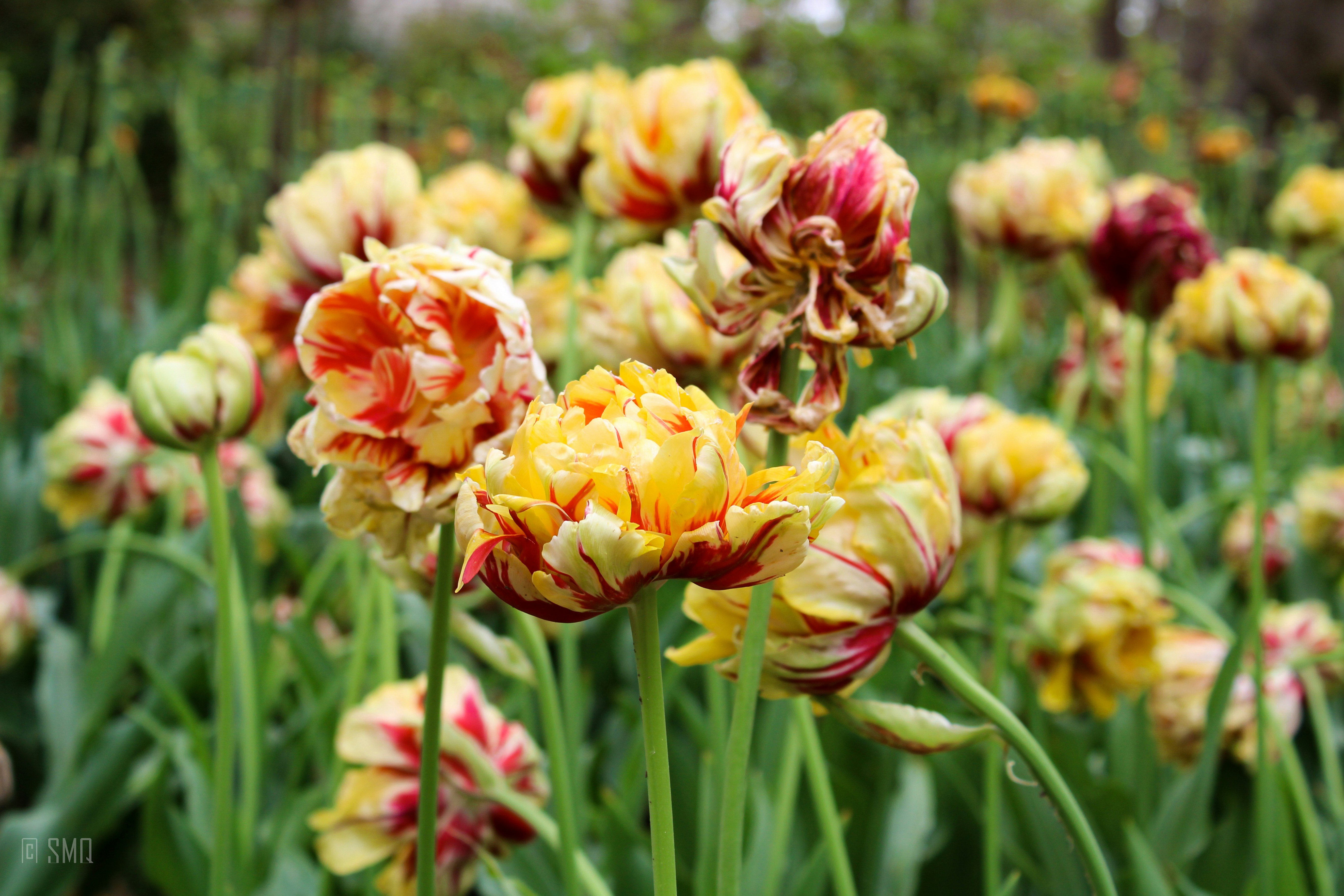 Striped Tulips in Sunlit Bloom: A Portrait of Spring Color