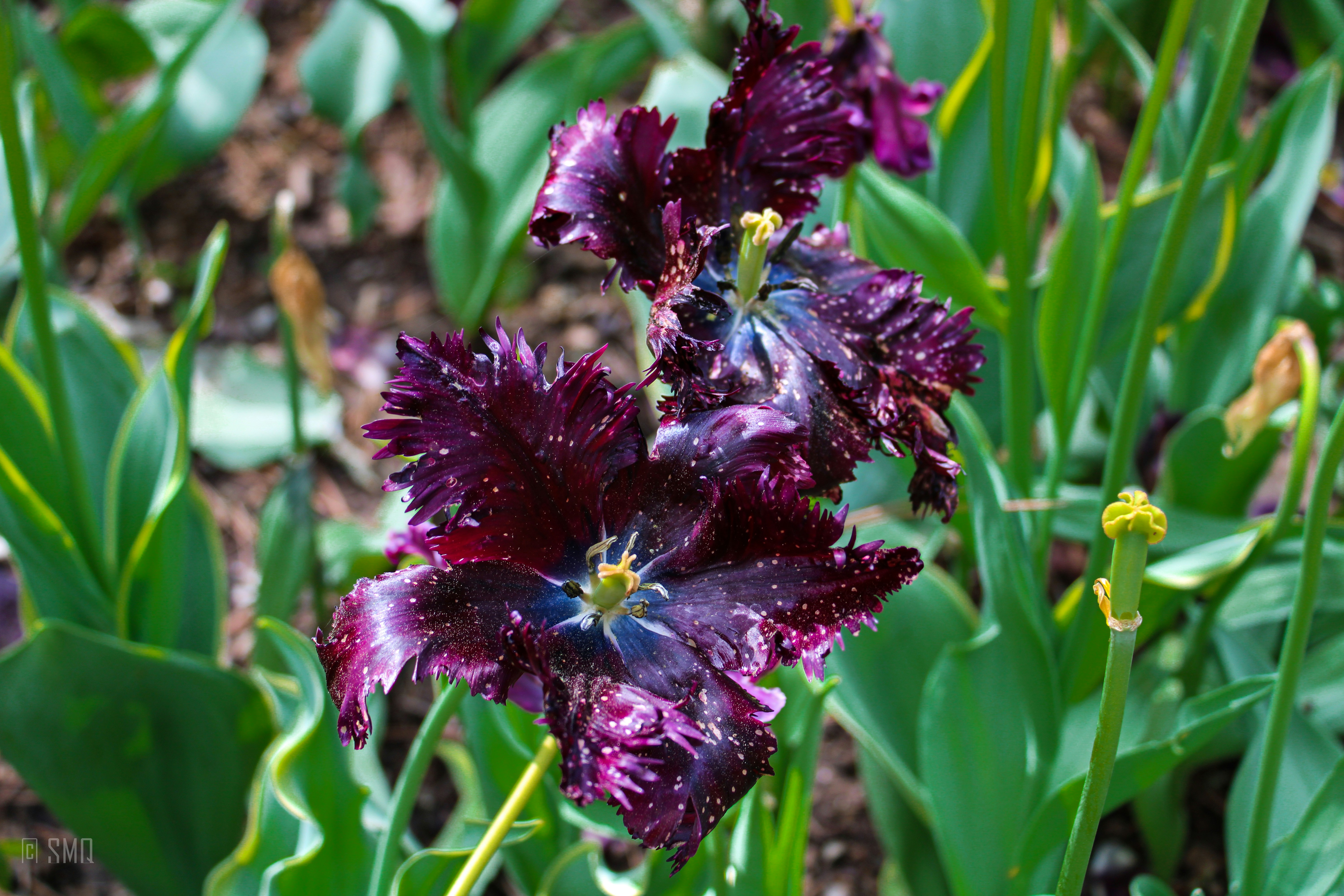 Dew-Kissed Fringed Iris: A Close-Up in a Quiet Garden