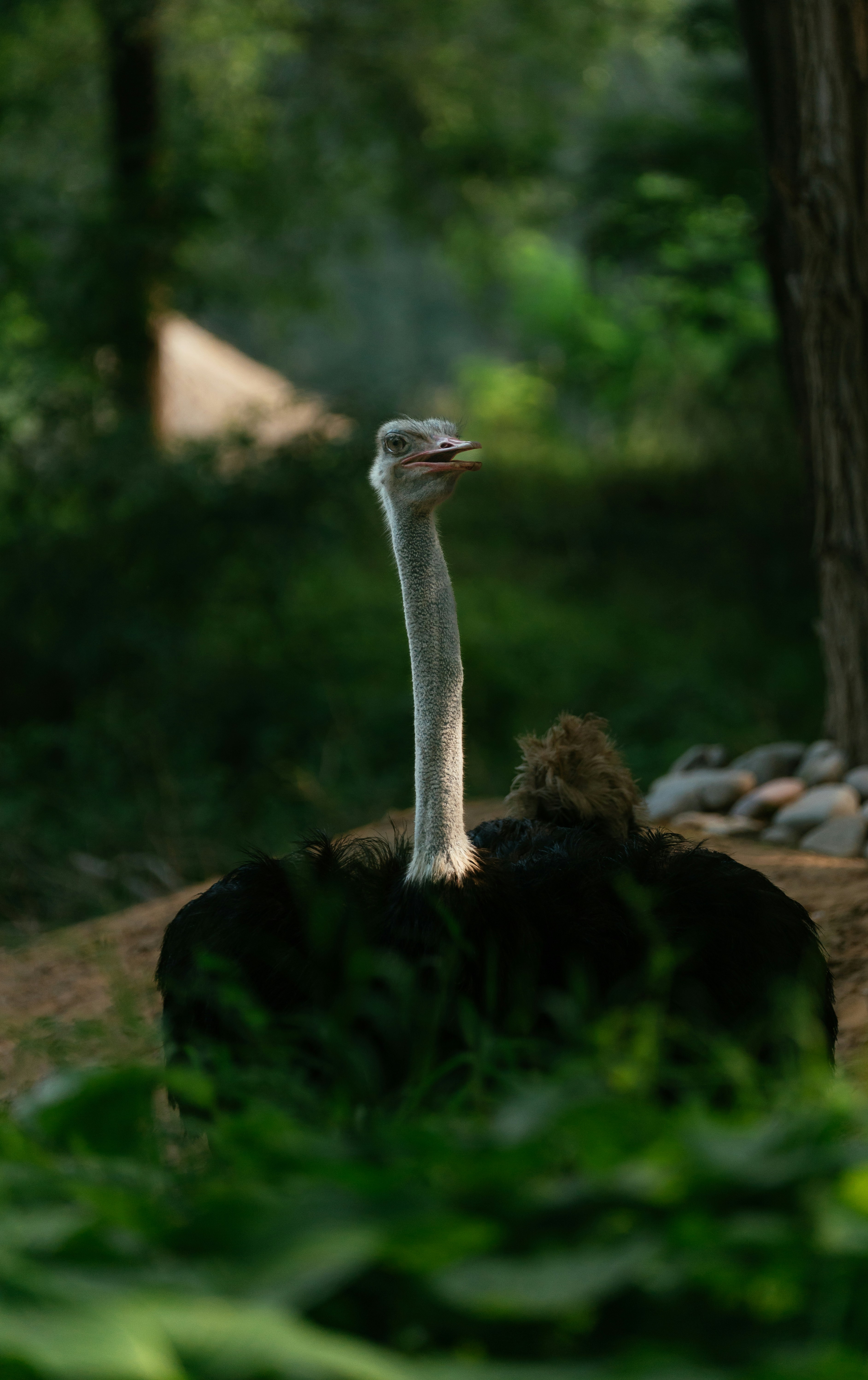 an ostrich is standing in the grass near a tree