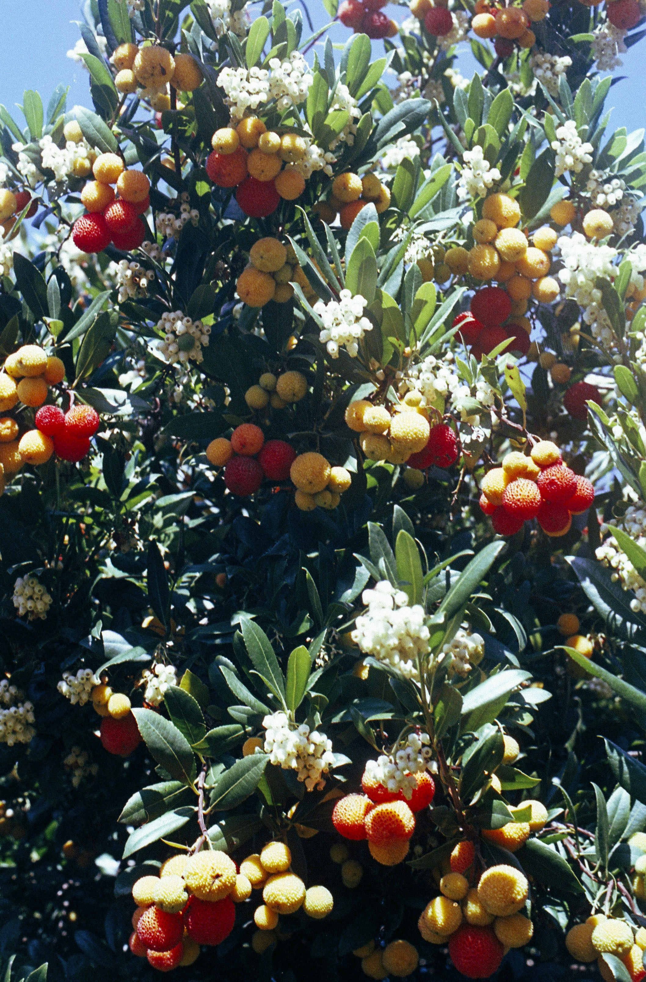 Foto Un árbol lleno de mucha fruta madura – Imagen EE.UU gratis en Unsplash