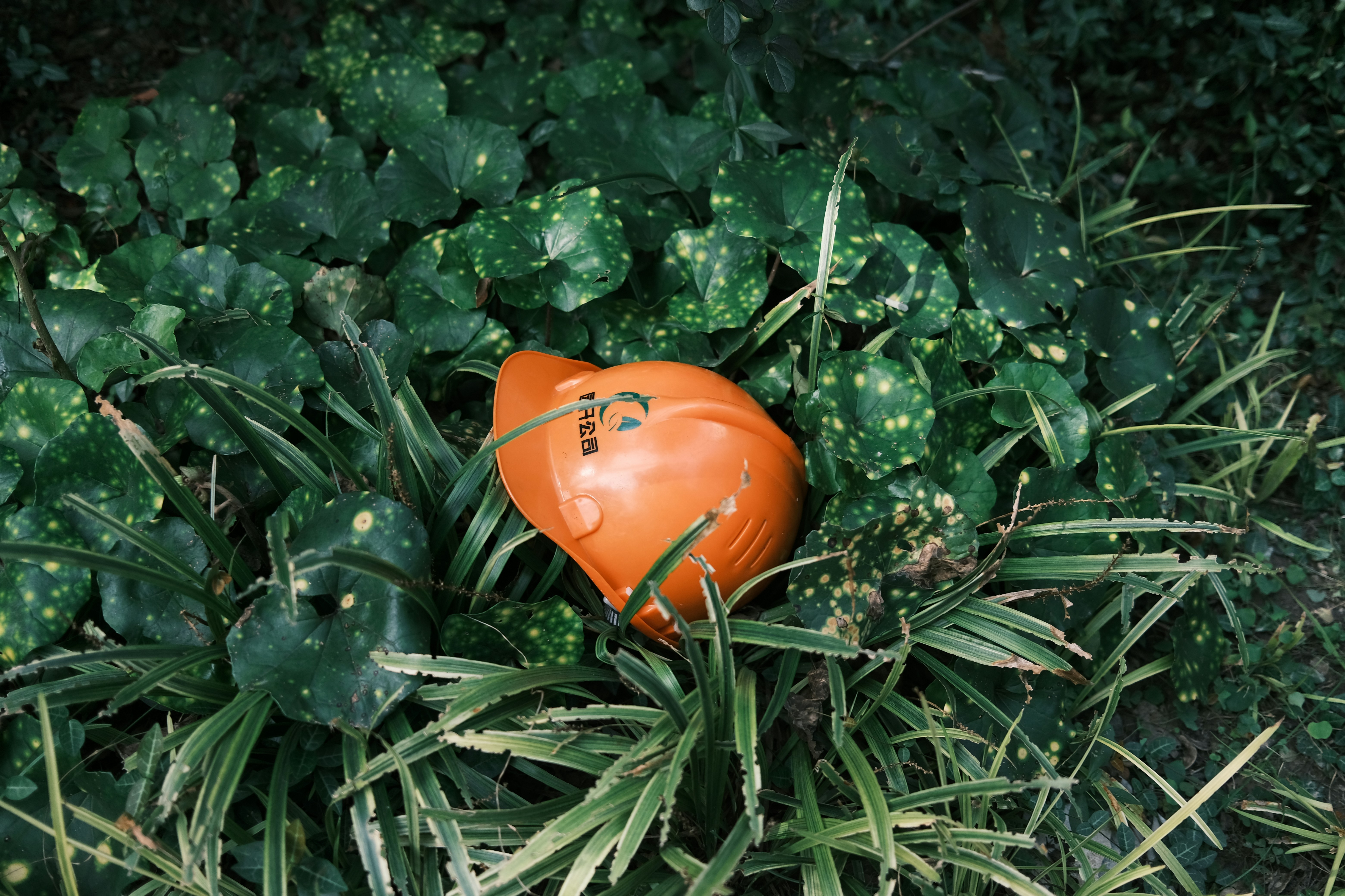Autumn Ember Among Emerald Fronds