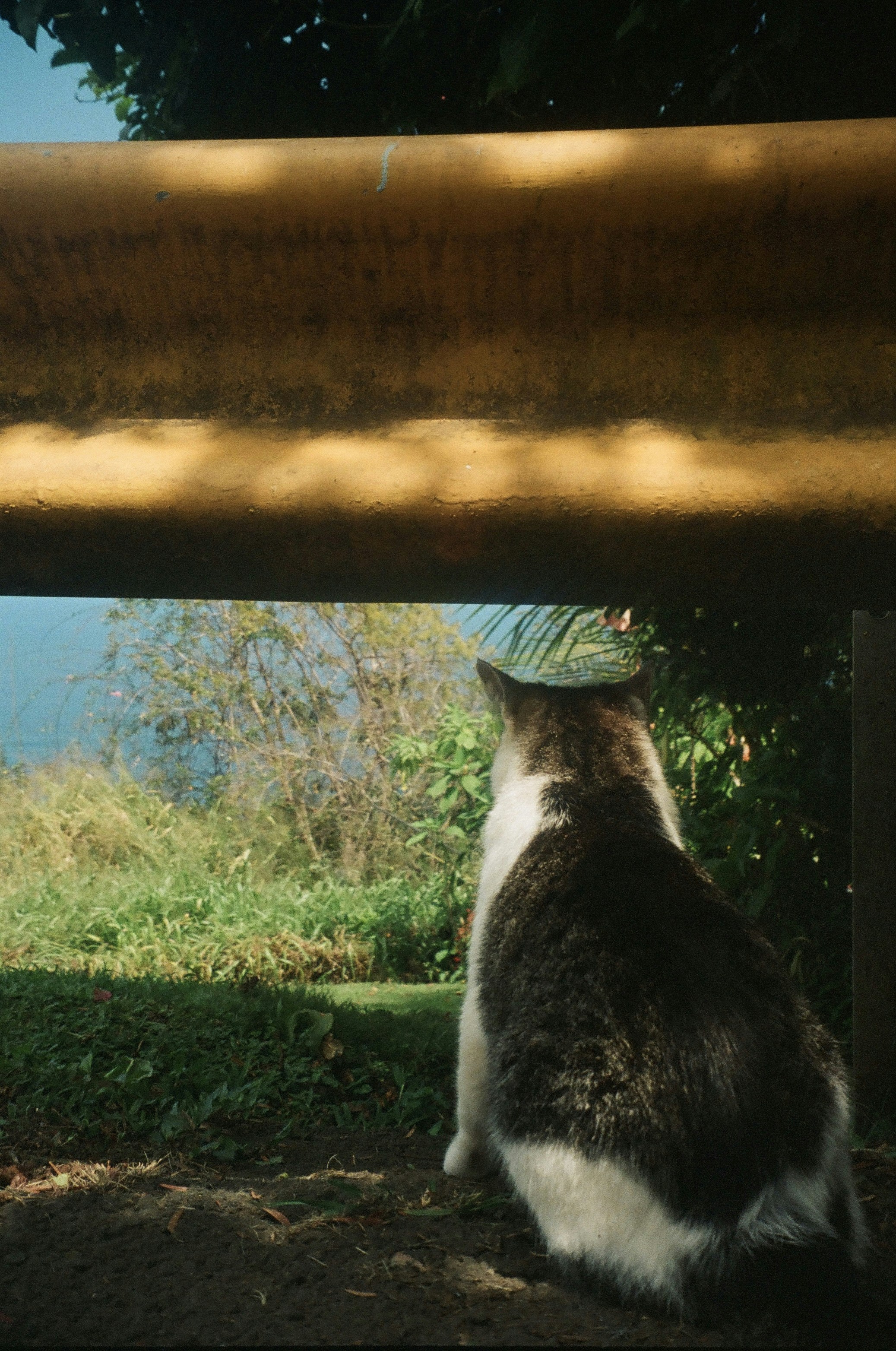 A cat sits quietly, gazing out at a lush landscape framed by a yellow railing. The scene captures a moment of serene observation.