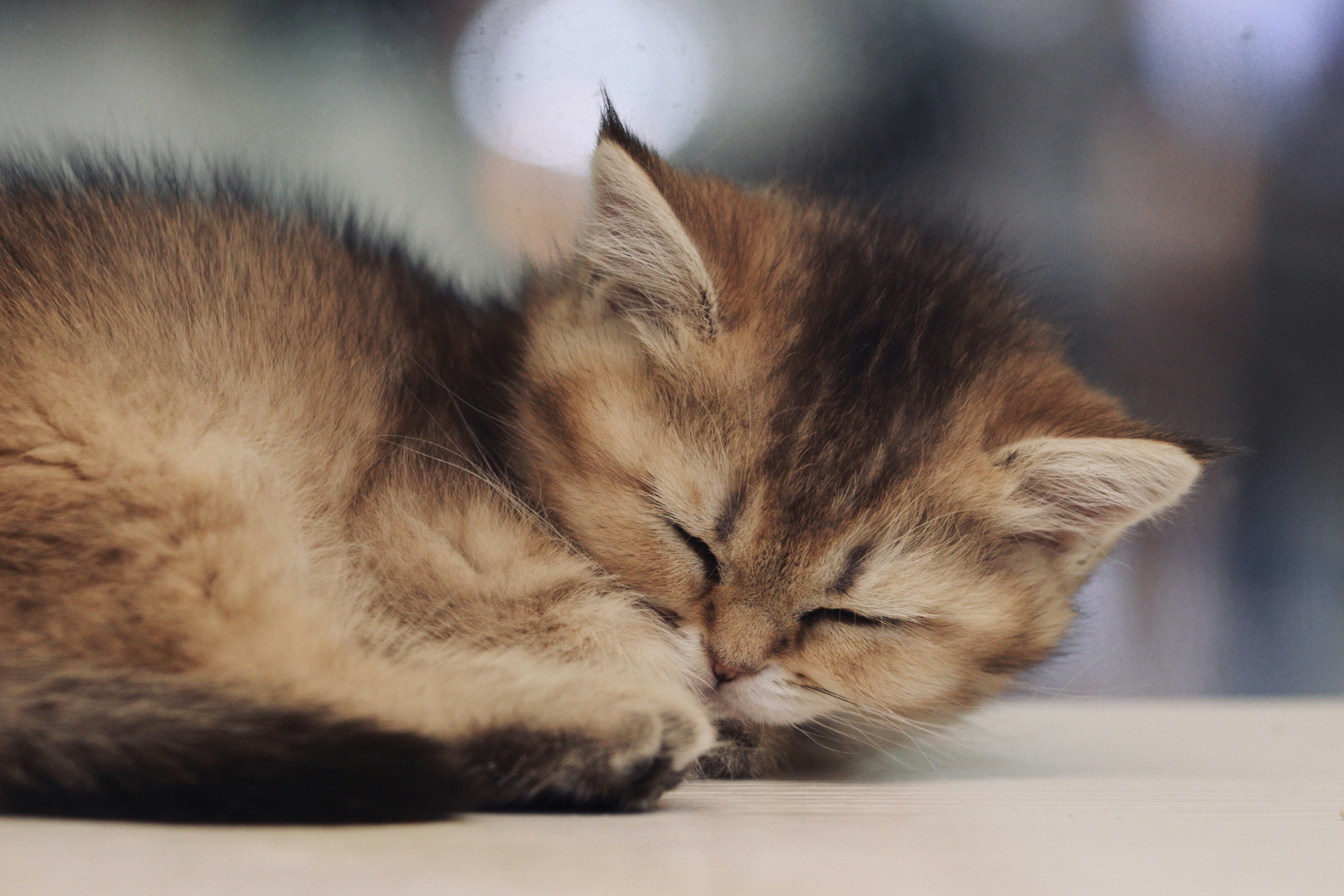 Un petit chaton dormant sur une table photo – Photo Animaux Gratuite ...