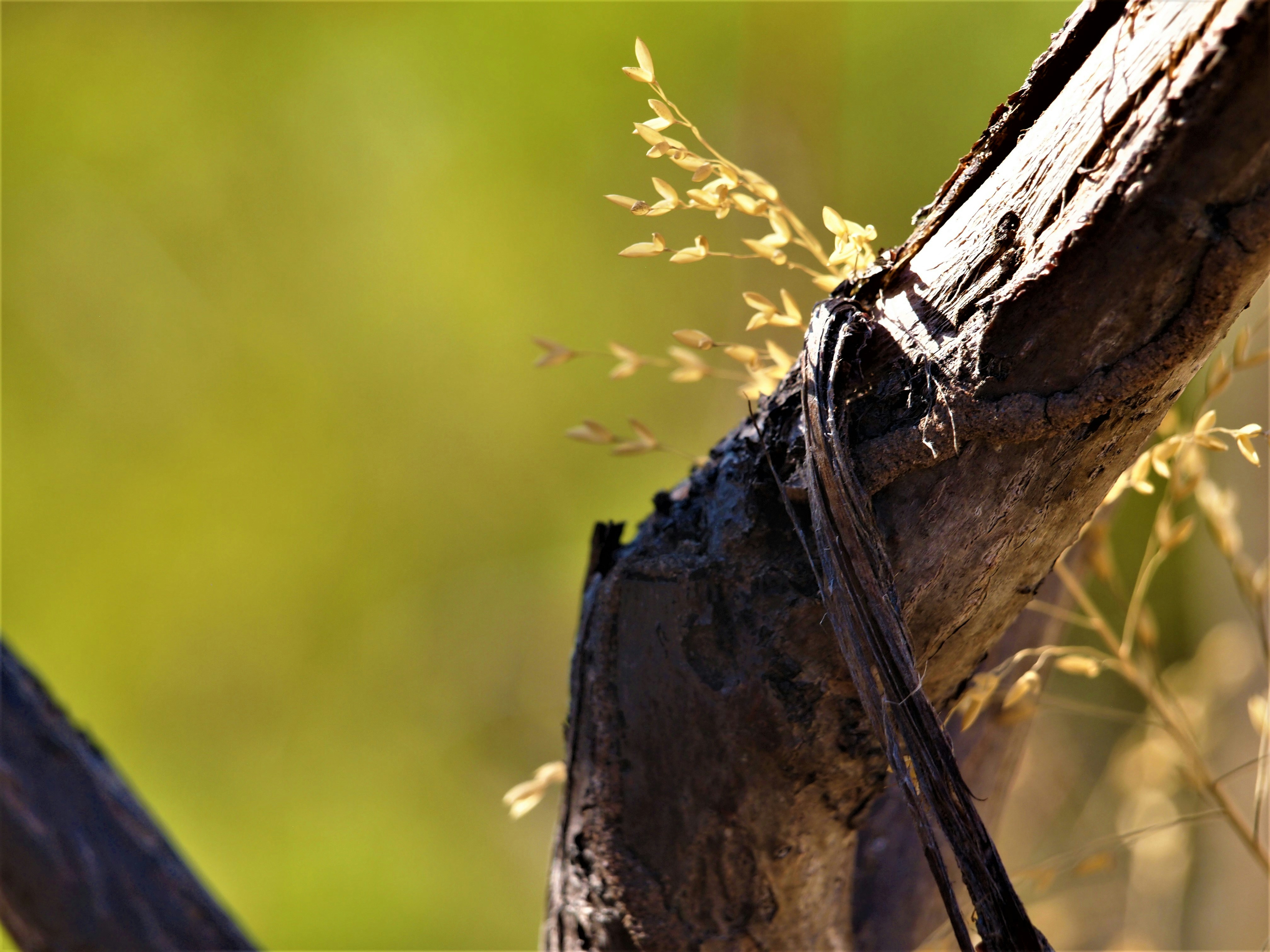 Close-up of a weathered tree branch with textured bark against a softly blurred green background. Emphasis on texture, form, and natural contrast.