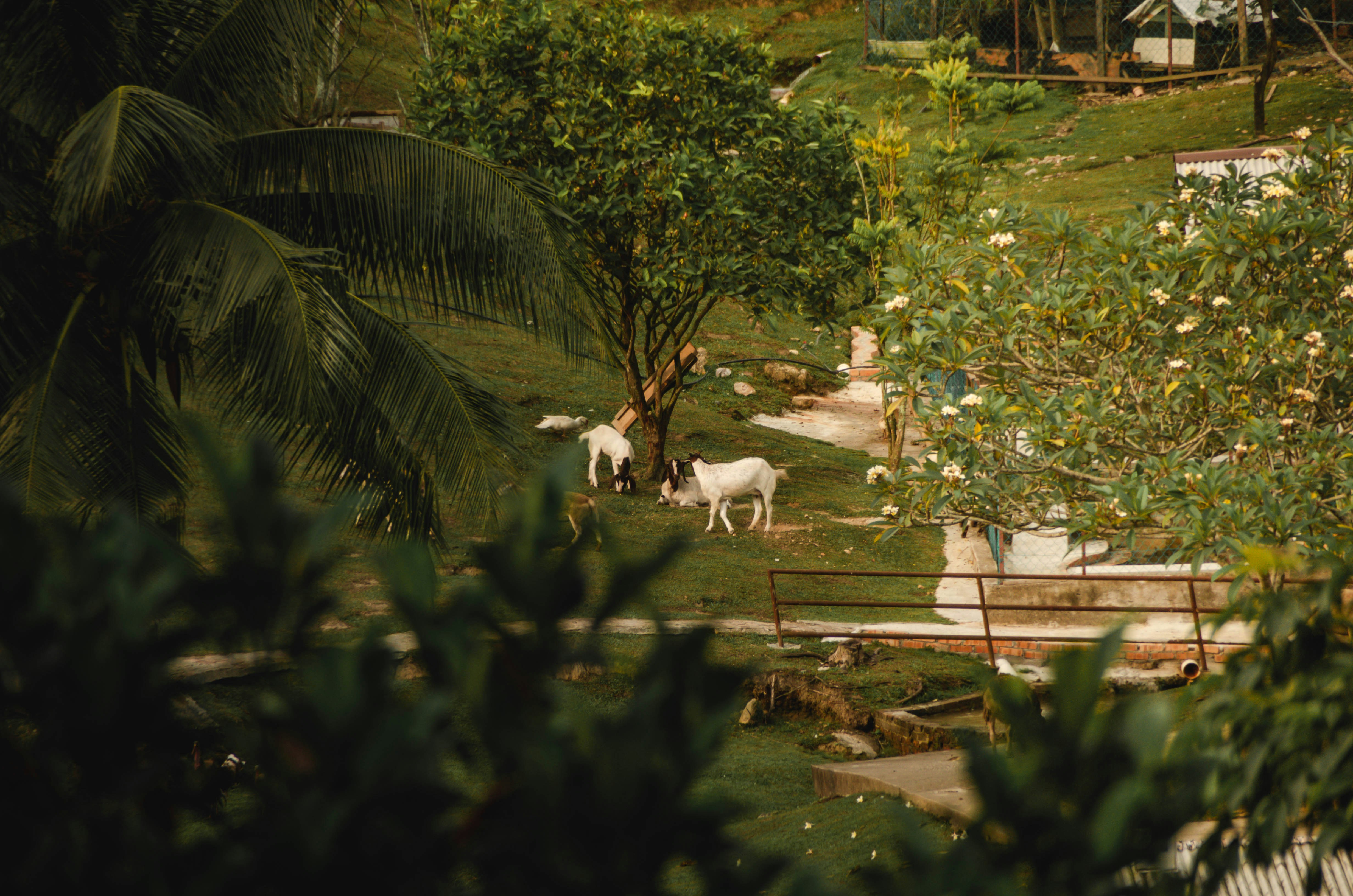 Goats Grazing in Tropical Serenity