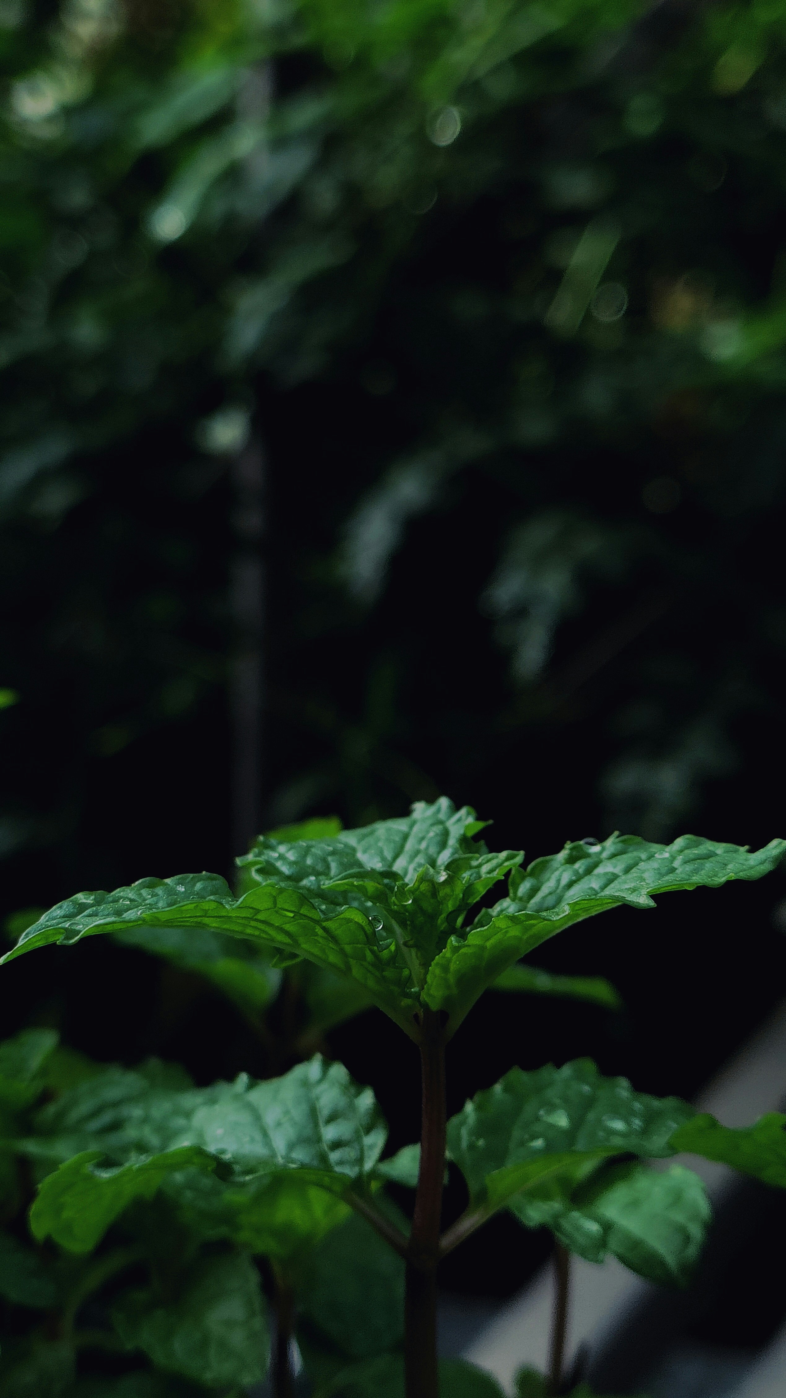 Close-up of vibrant green mint leaves glistening with water droplets against a blurred dark background.