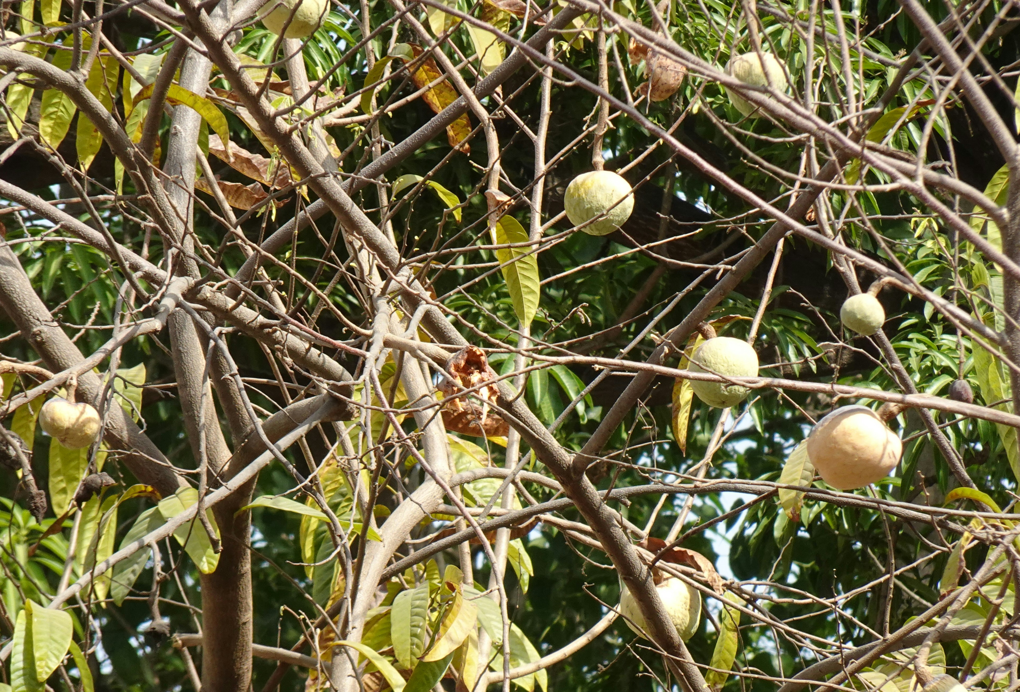 Sunlit pale-green fruits rest among a dense network of branches and leaves. The frame emphasizes the spherical fruit set against a tangle of twigs.