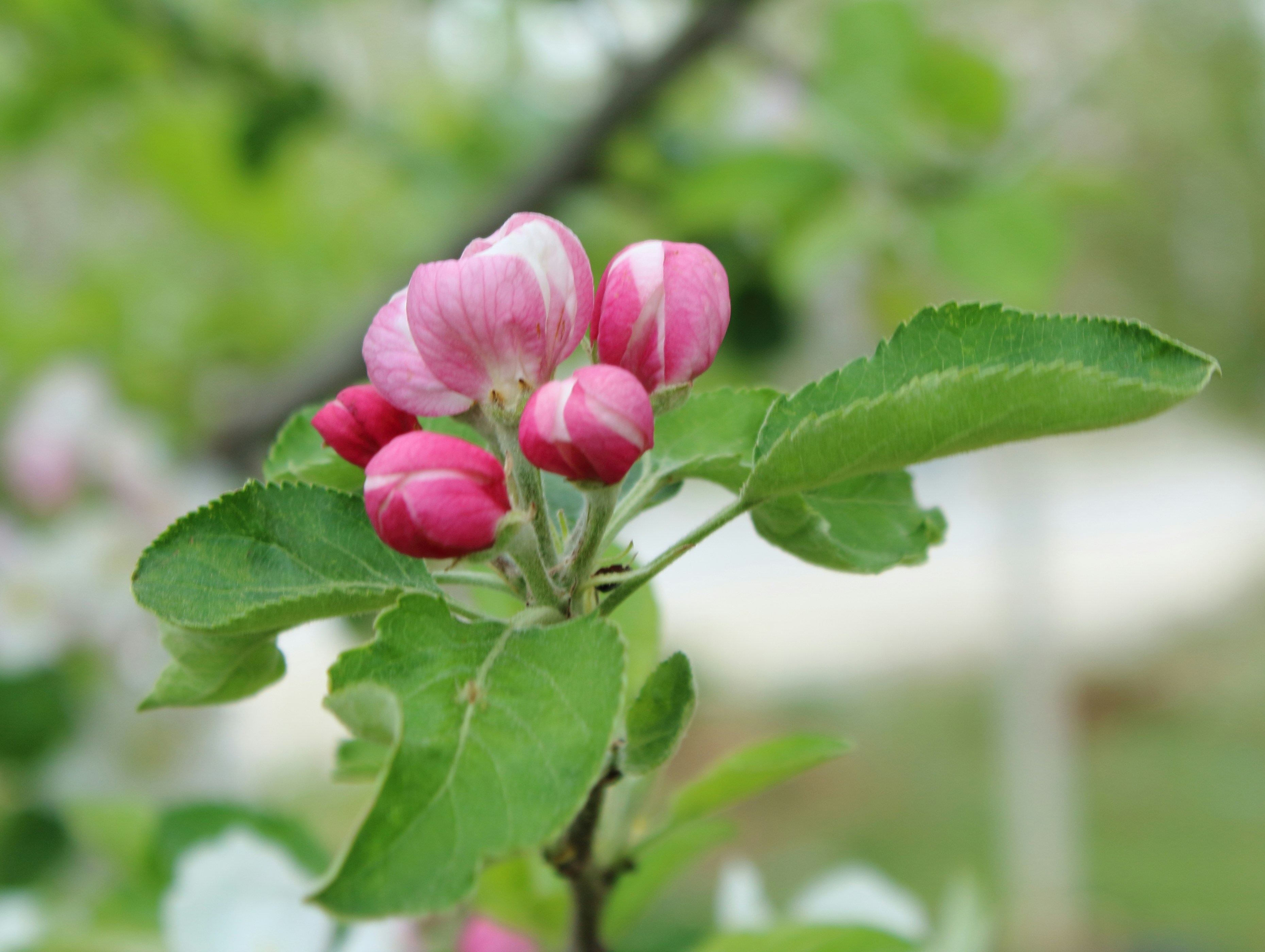 Delicate pink buds nestled among vibrant green leaves, signaling the arrival of spring.