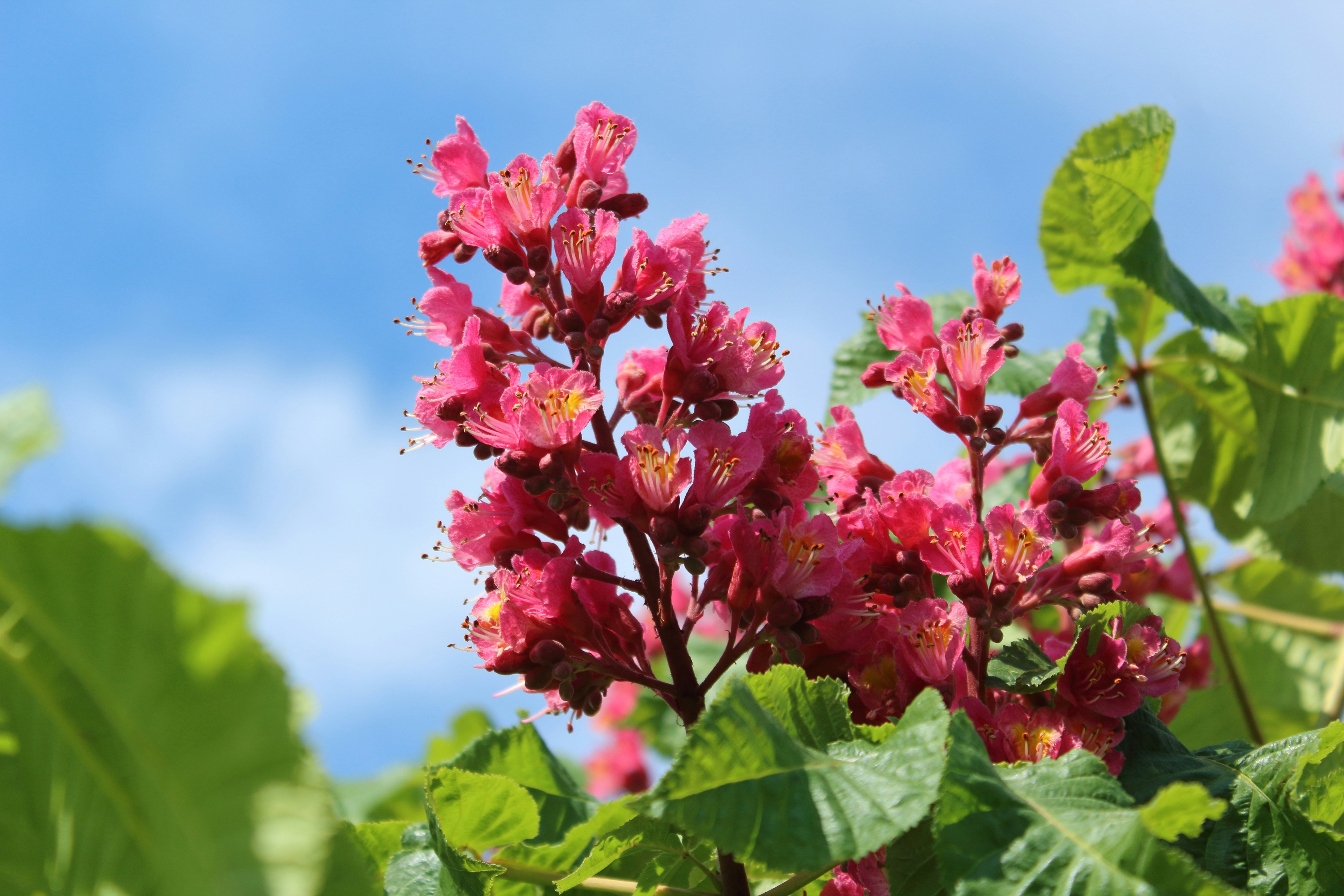 Gros plan d’un bouquet de fleurs sur un arbre photo – Photo Plante ...