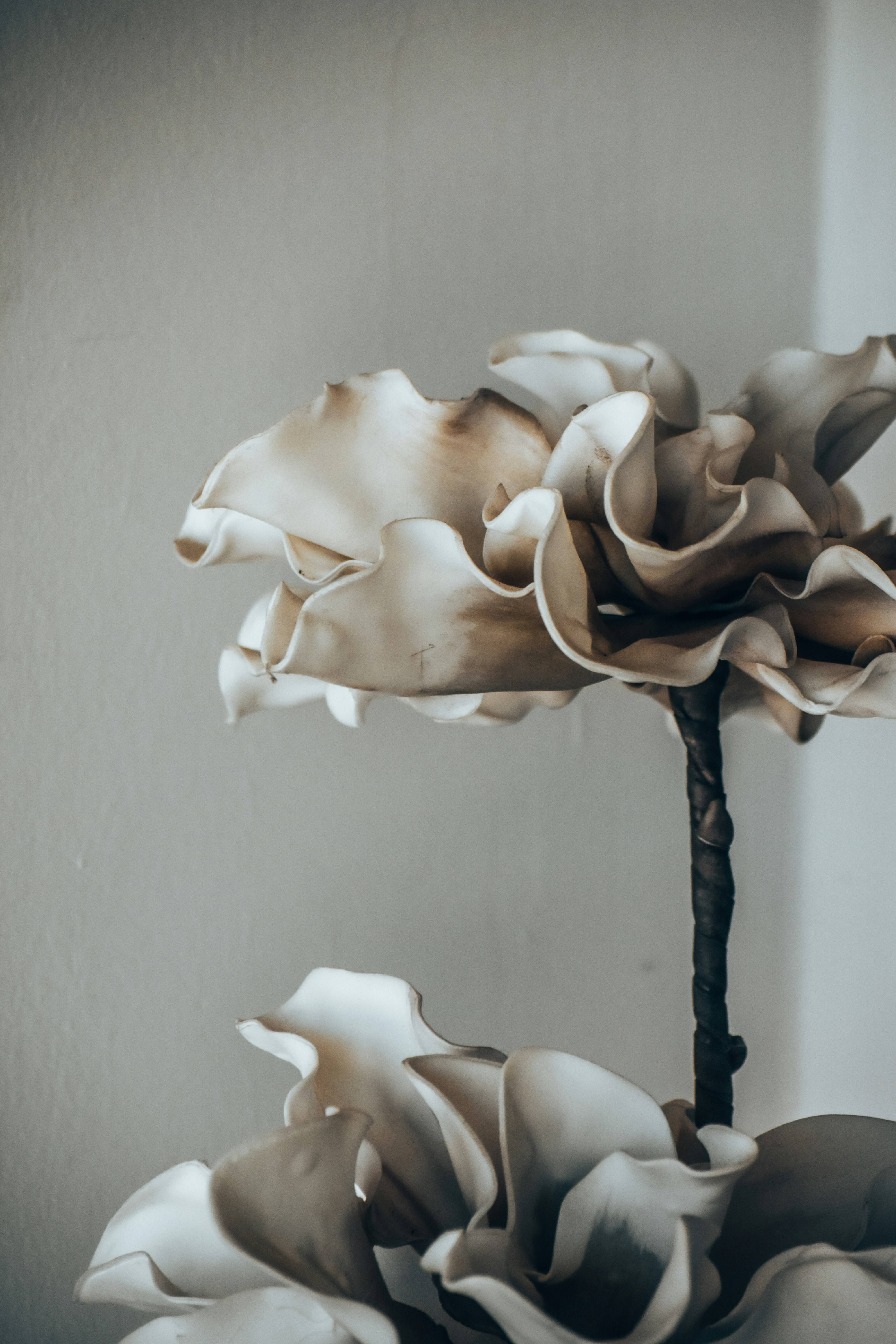 Ivory Ruffles: A Dried-Bloom Still Life in Soft Light
