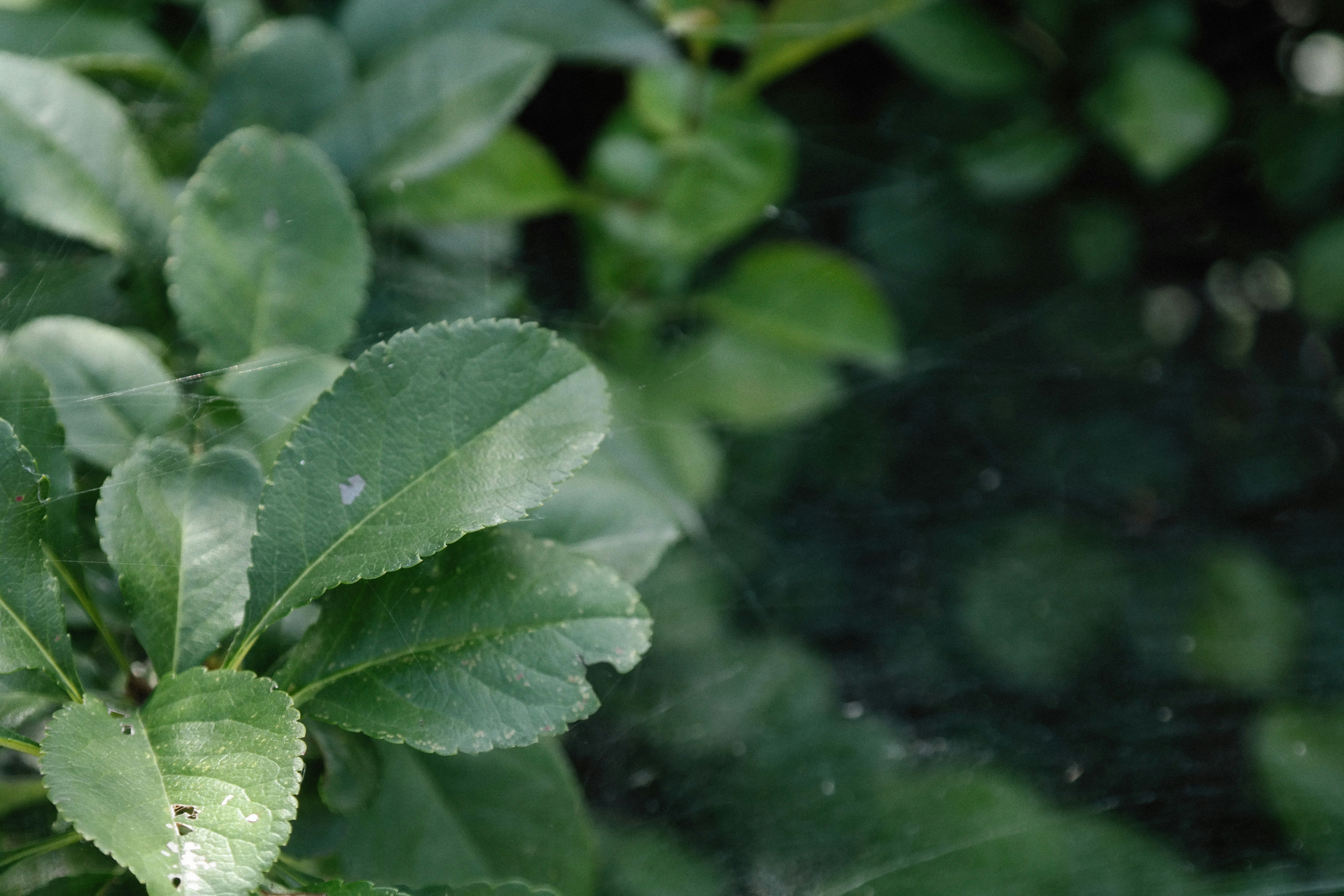Foto Un primer plano de una hoja en un árbol – Imagen Gris gratis en ...