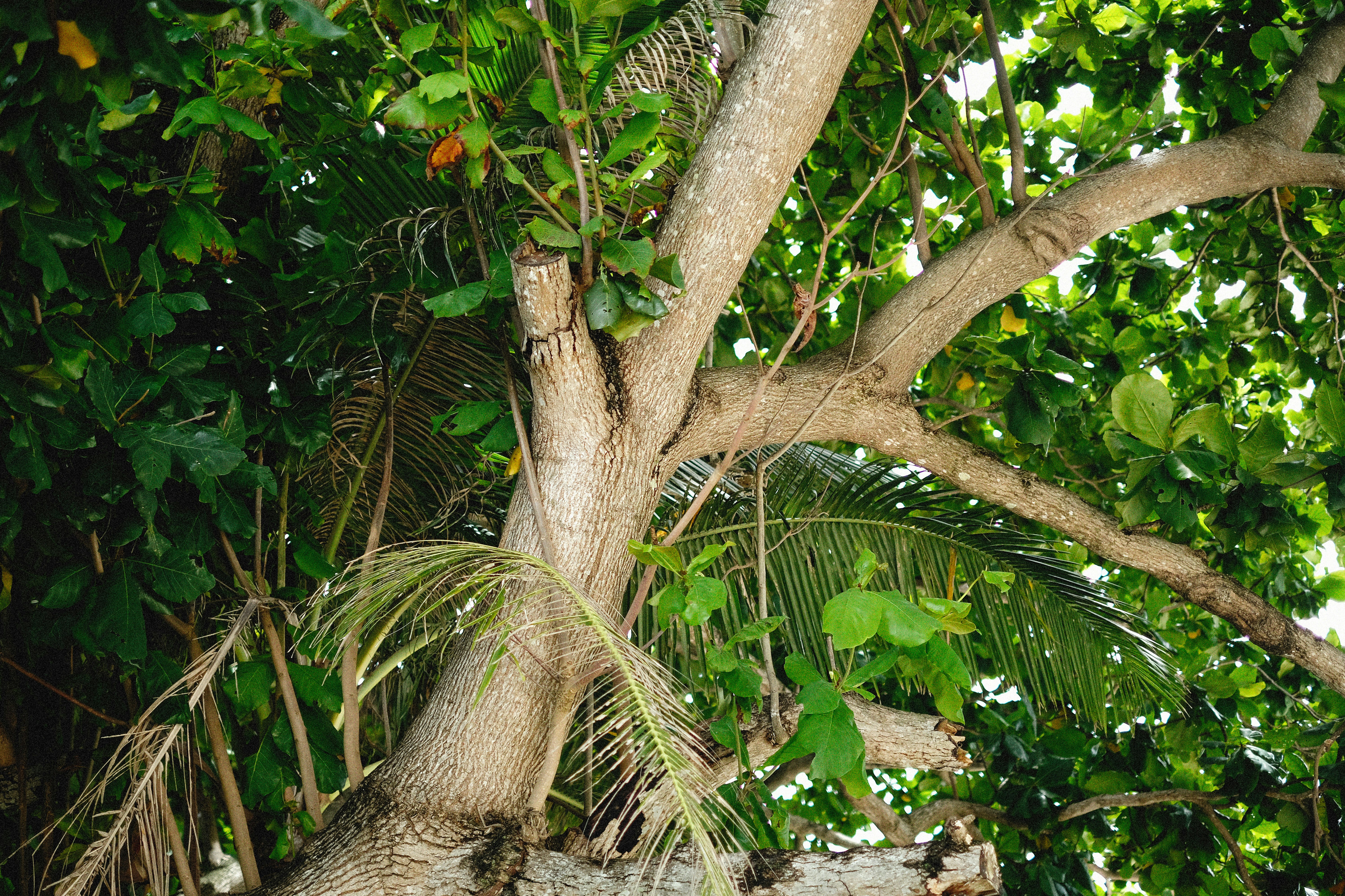 Sunlight filters through a dense canopy of green leaves, showcasing the intricate network of branches and foliage. A harmonious blend of textures and colors emerges from the lush vegetation.