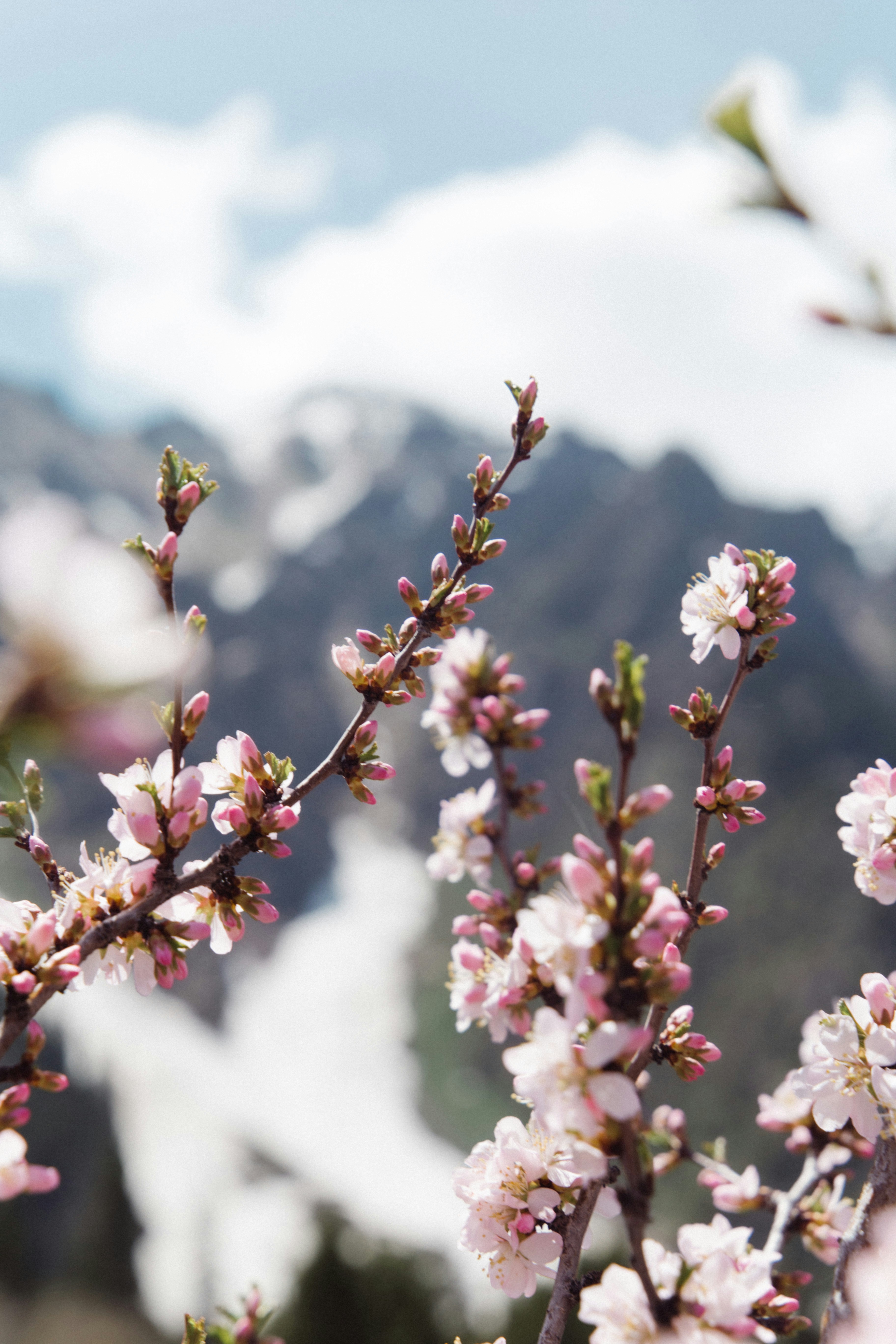 Sakura on the Slope: blossoms framing a snow-dusted Alpine vista